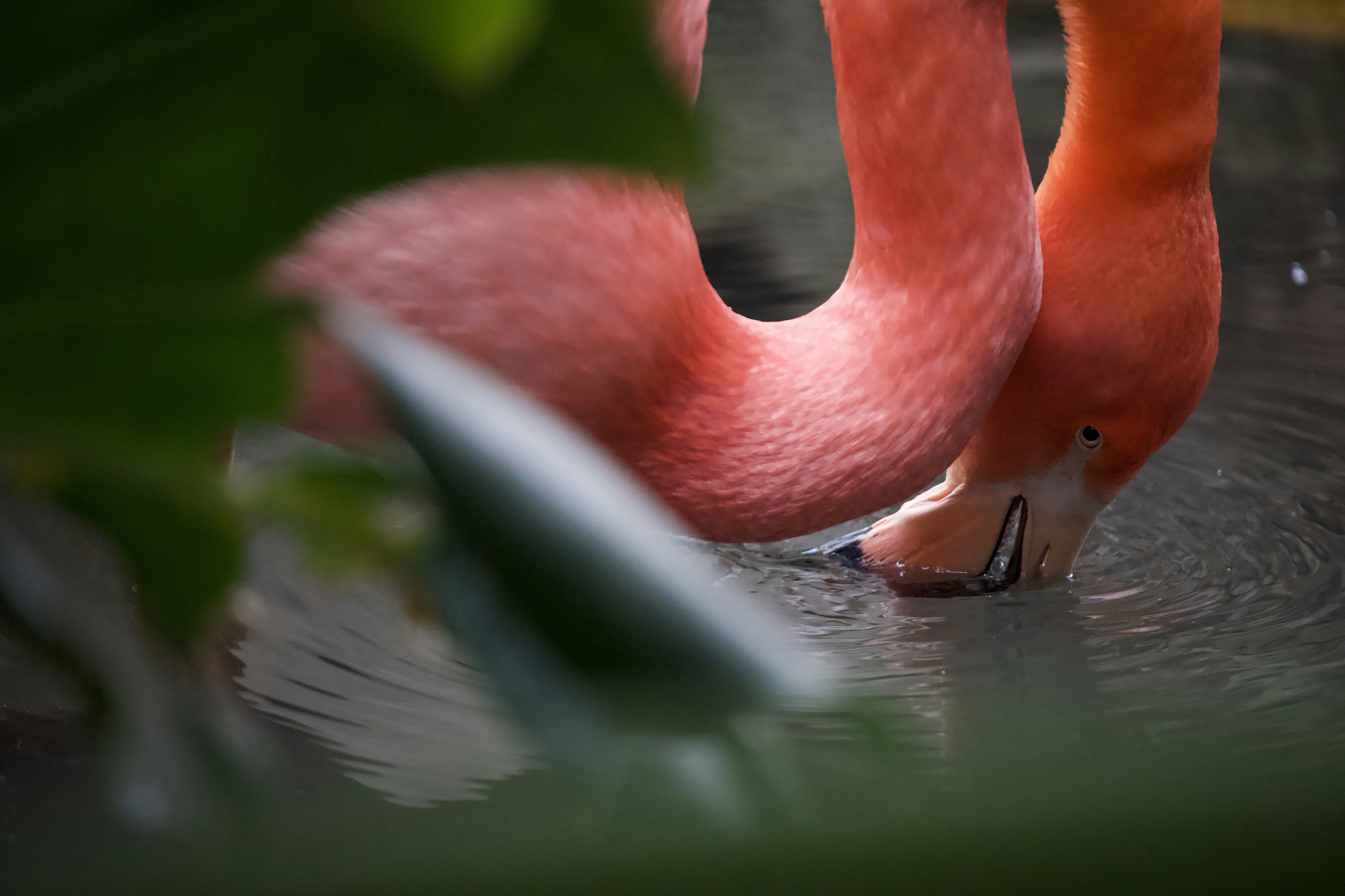 A Flamingo's Quiet Sips at the Water’s Edge