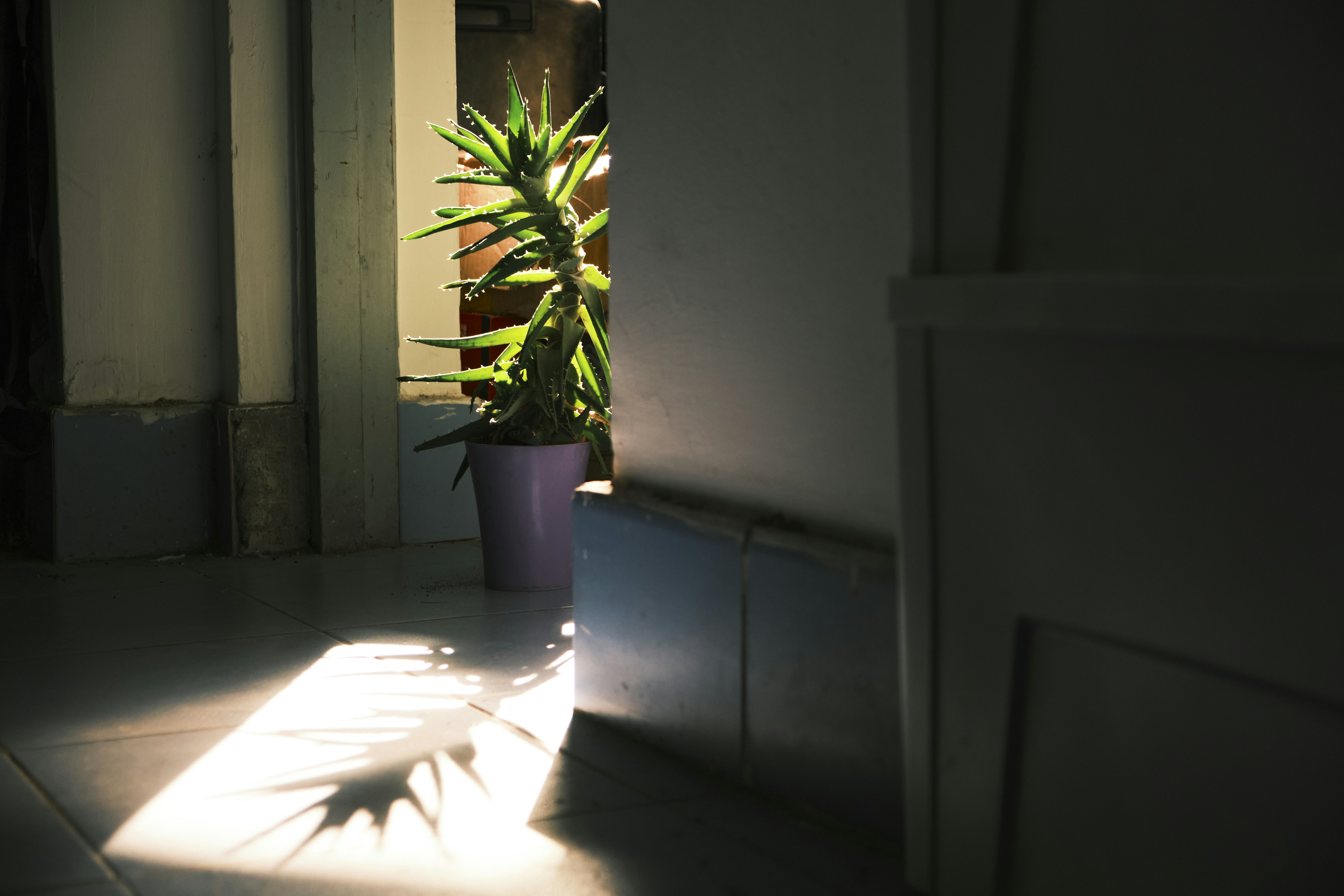 A vibrant potted plant casts intricate shadows on a tiled floor, illuminated by soft sunlight filtering through a doorway.