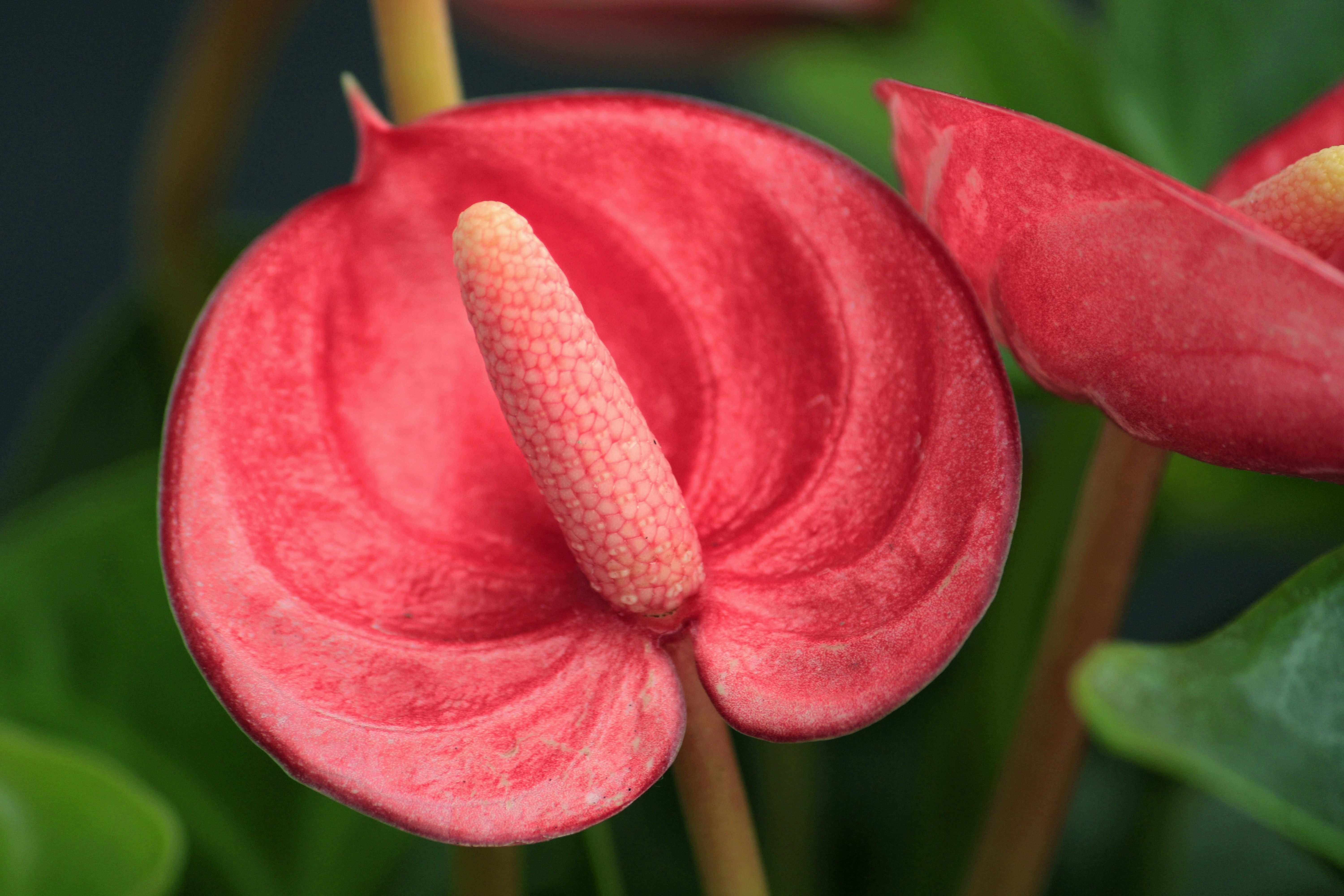 a close up of a flower