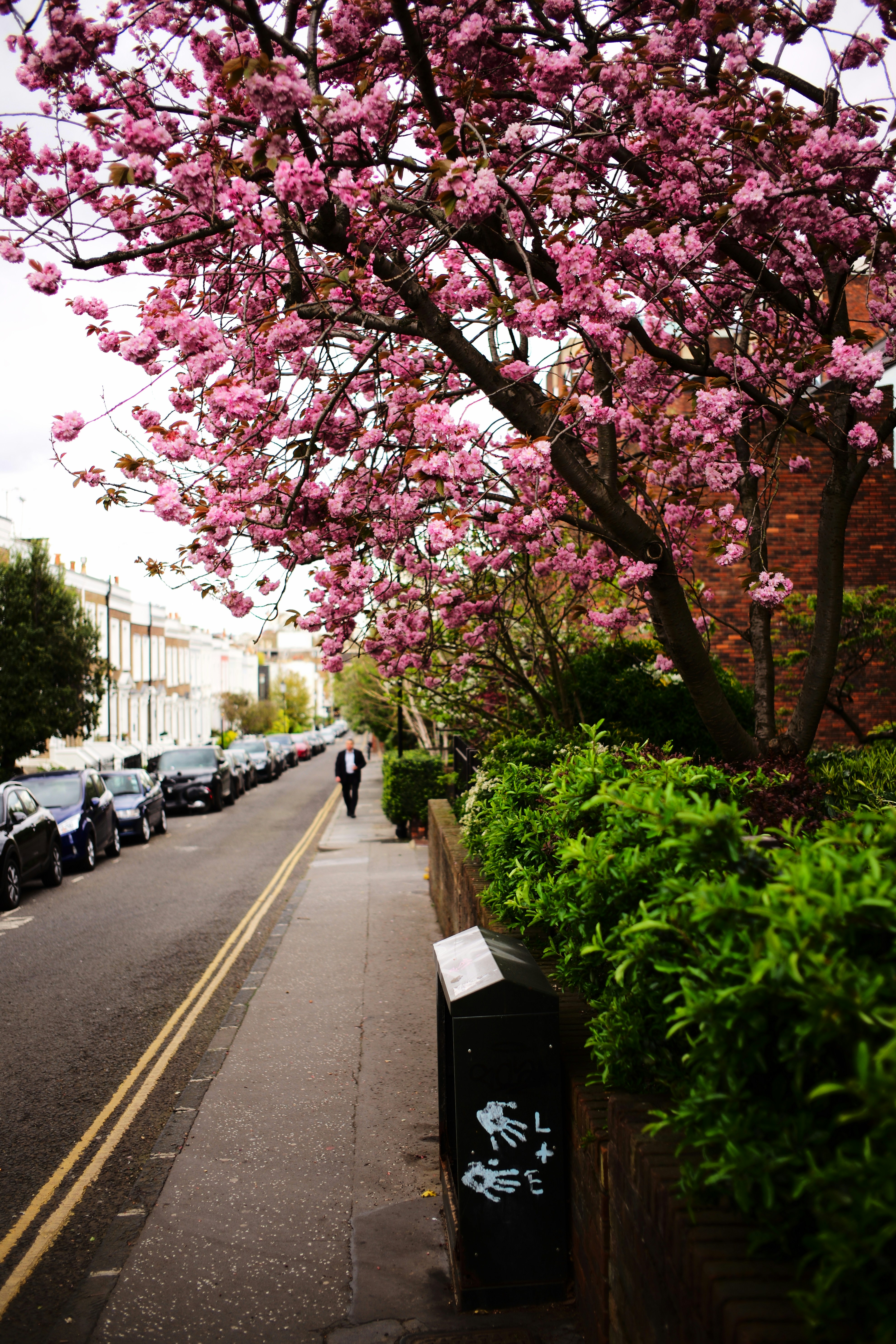 Petaled Archway: A Quiet Walk Under a Pink Canopy