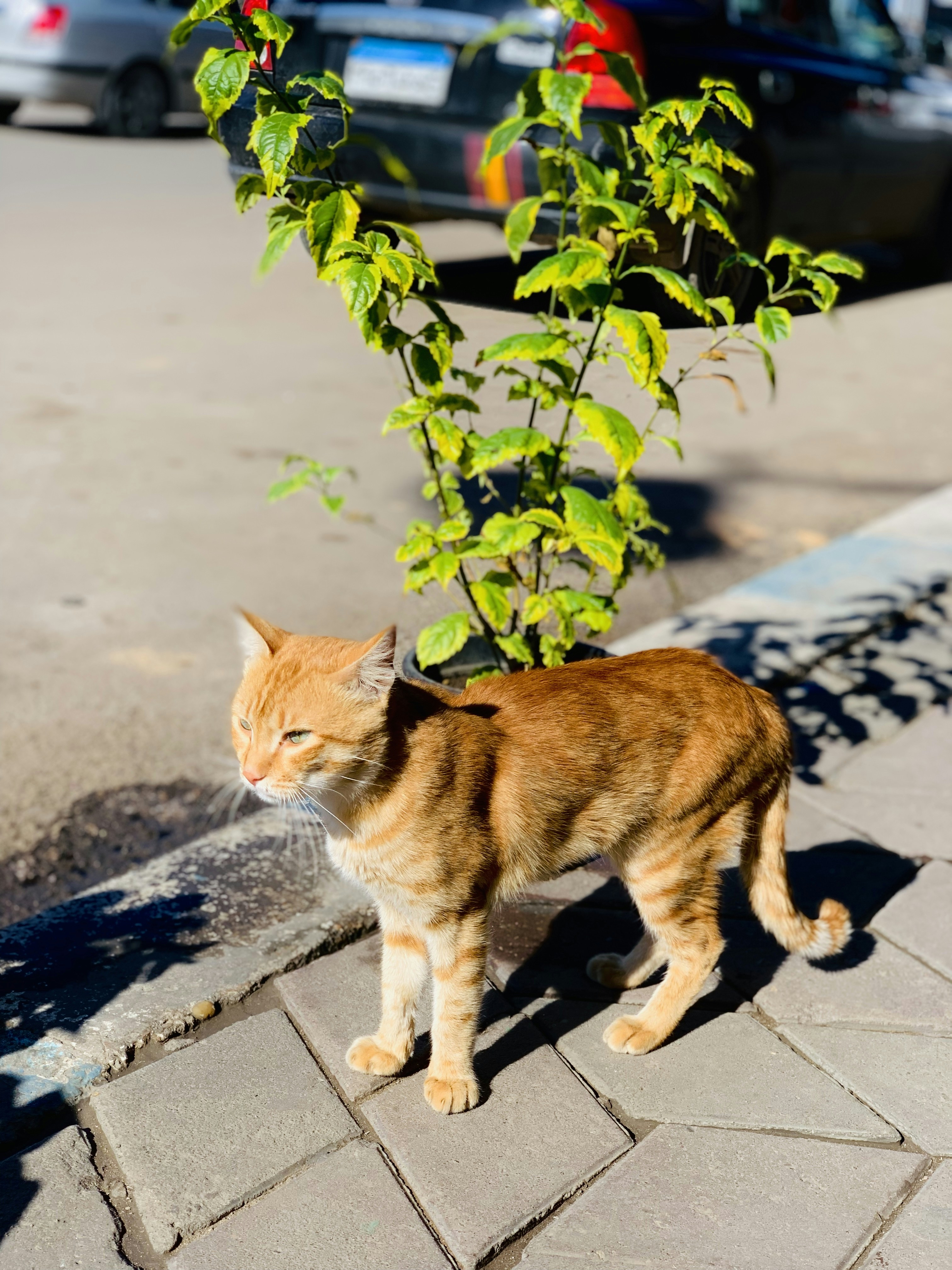 Sunlit Pause by the Shrub: An Orange Cat on the City Sidewalk