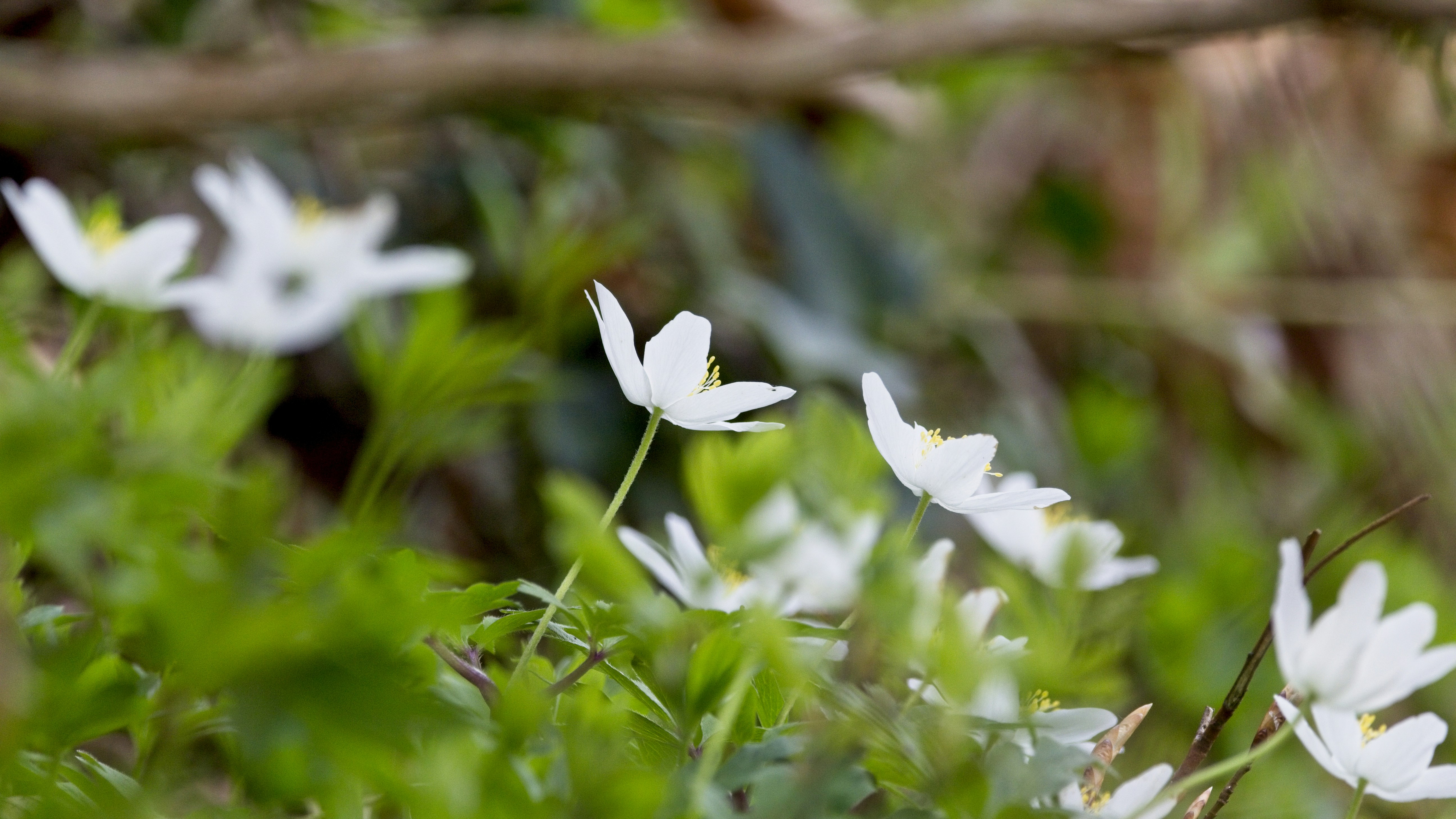 White Anemones in a Quiet Green Patch
