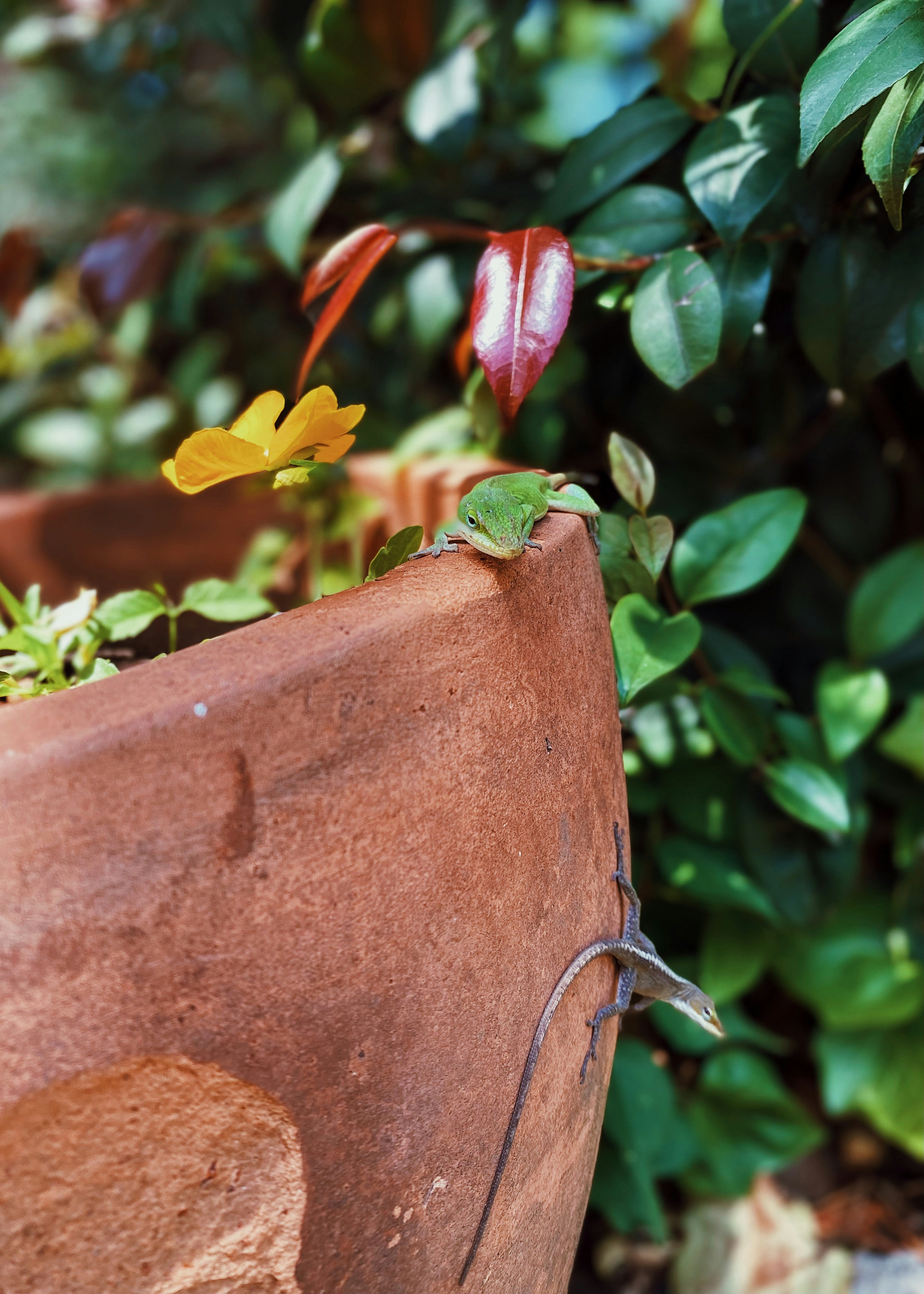 A green lizard rests on the edge of a terracotta pot, surrounded by colorful flowers and lush foliage. Its keen gaze captures the essence of garden life.