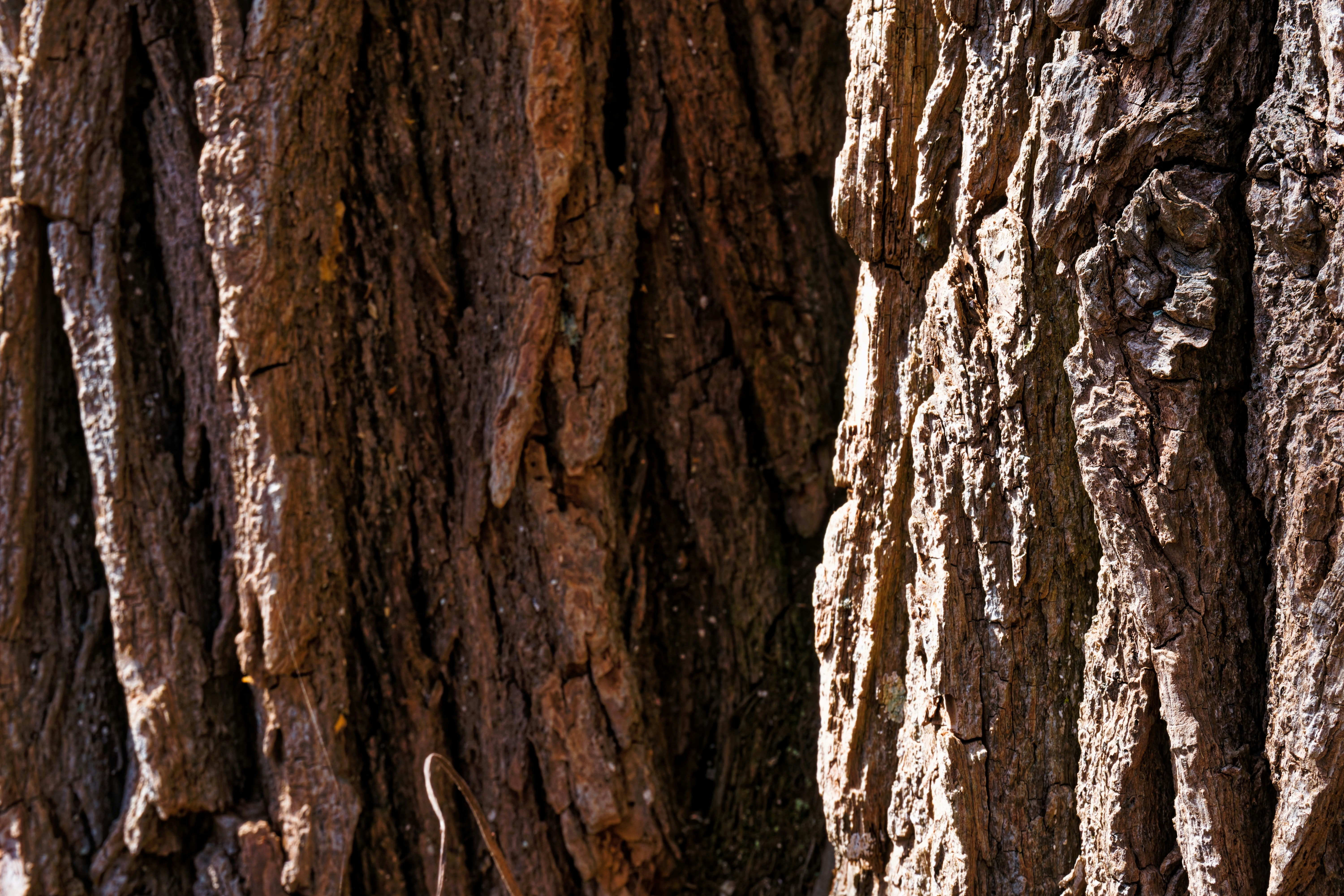 Ridgework in Bark: a Close-Up Study of Tree Grain