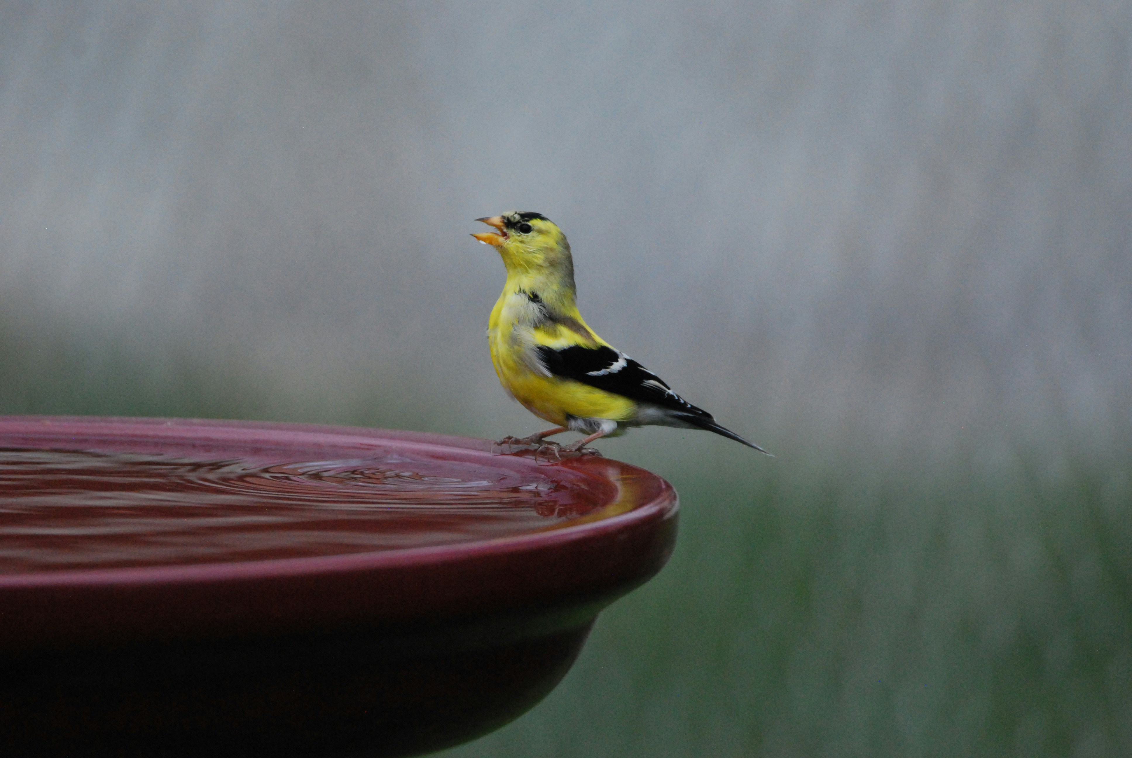 American Goldfinch Drinking from Birdbath