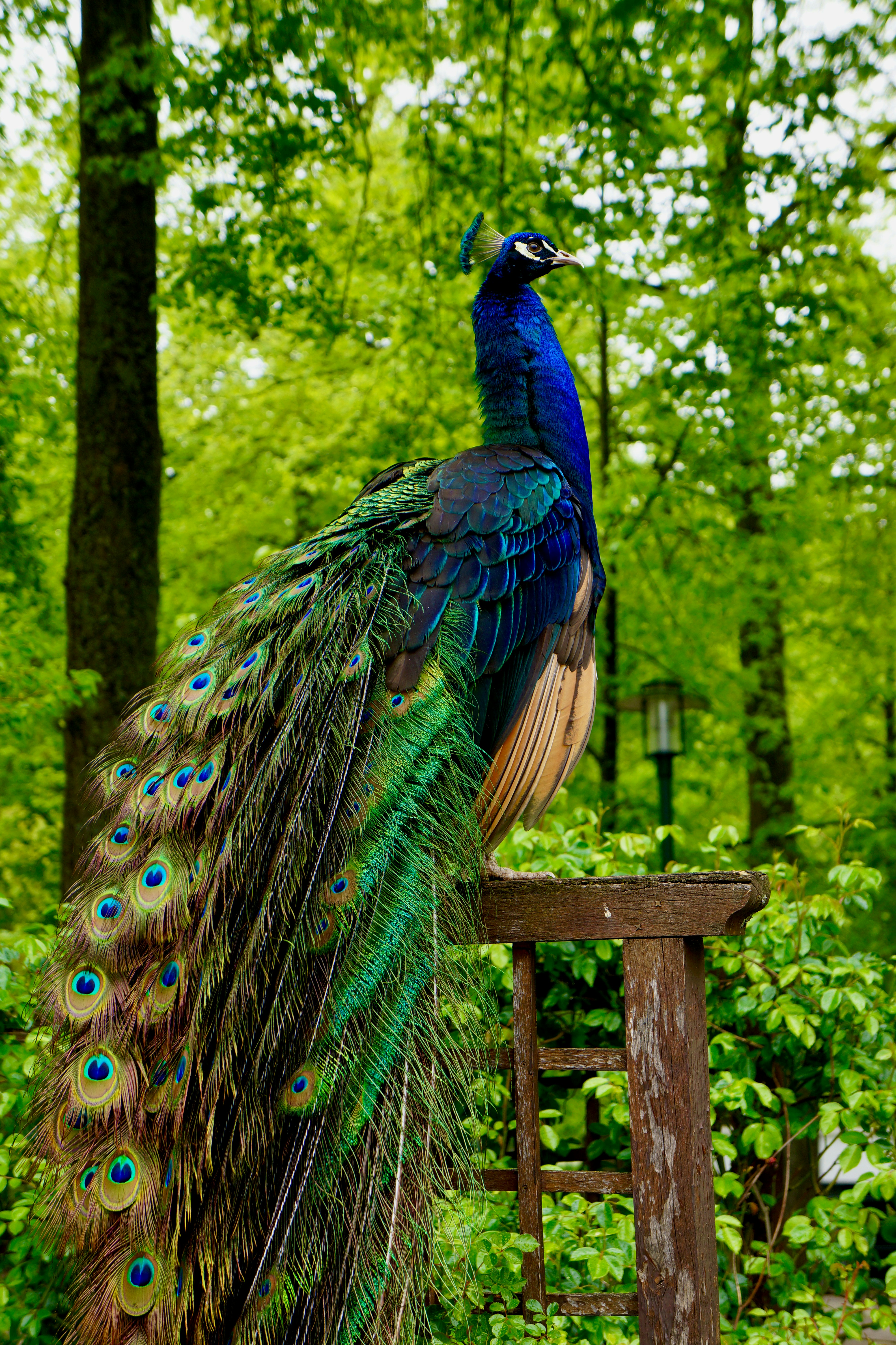 a peacock standing on a wooden fence