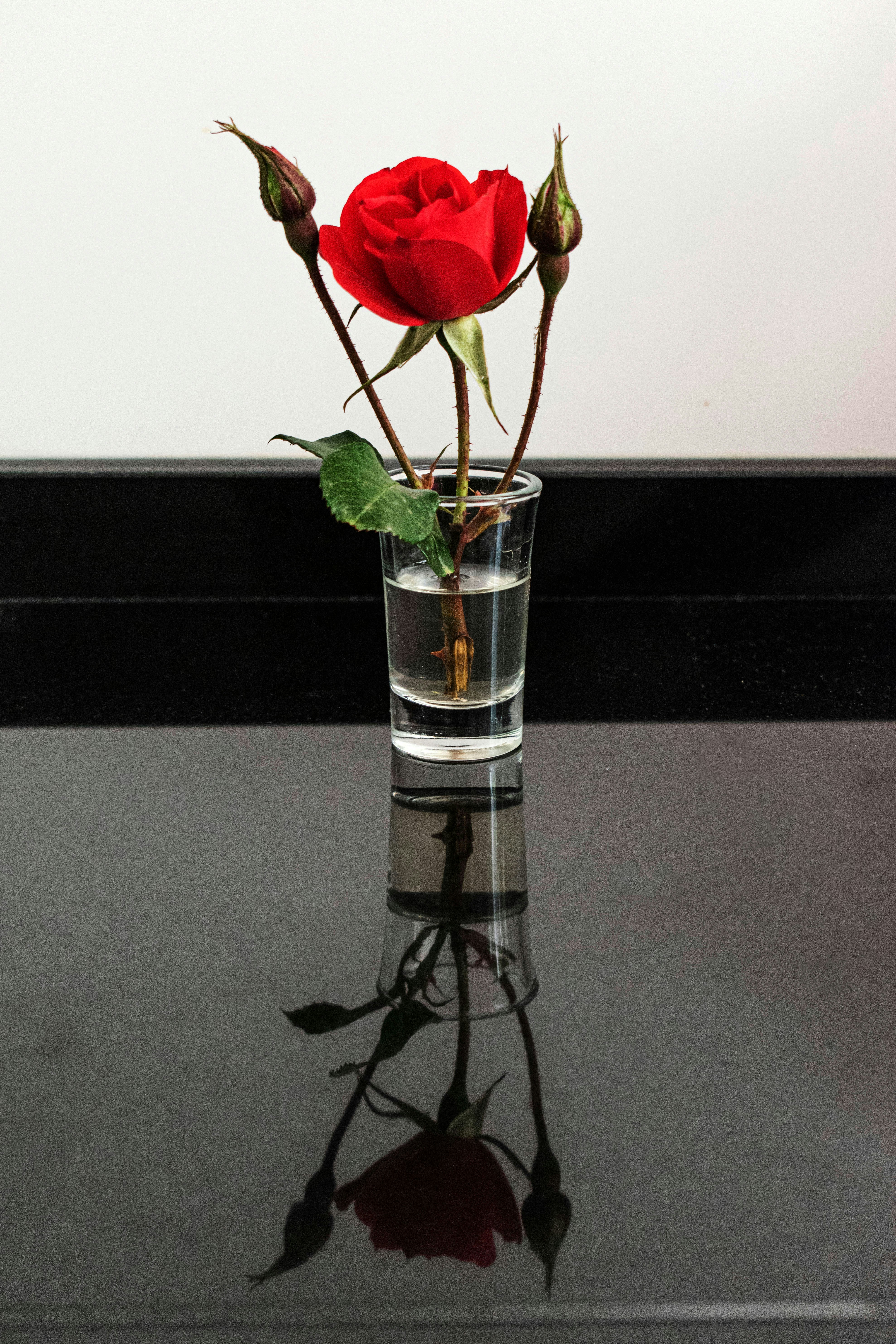Crimson Rose in a Petite Vase: Echoes on a Glassy Surface