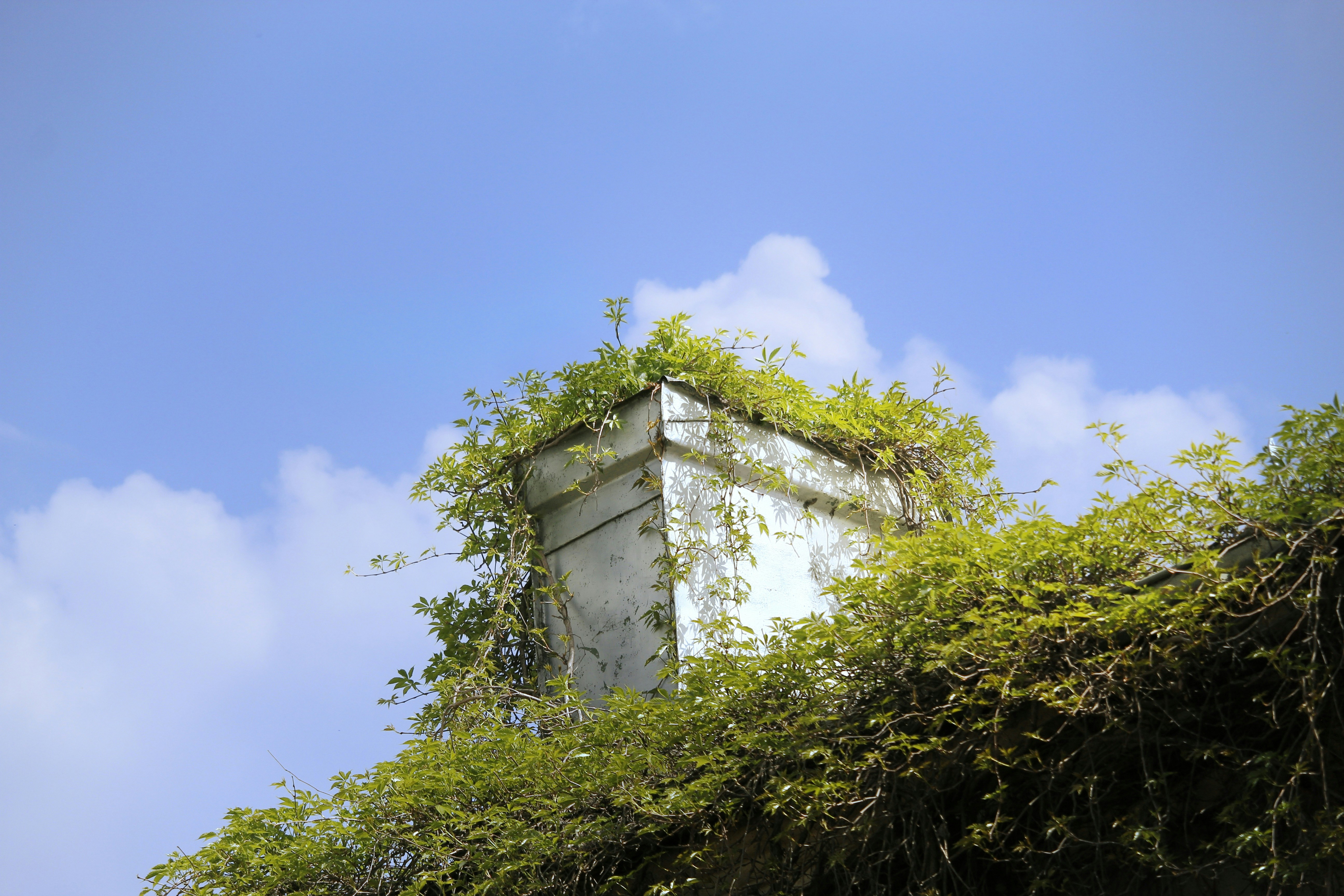 Ivied Summit: A Weathered Concrete Block Piercing a Verdant Rooftop