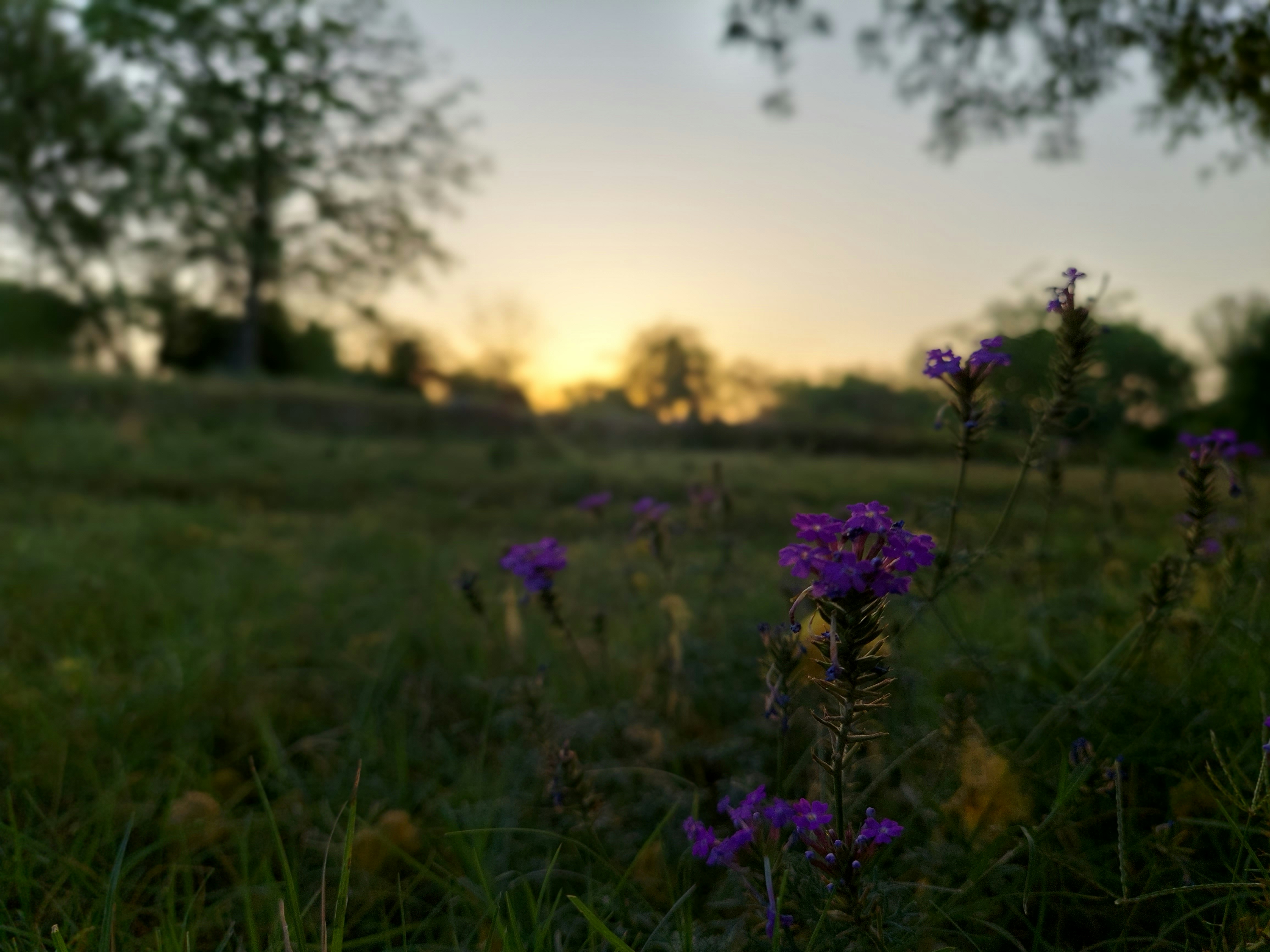 You need to be pure as morning beauties.