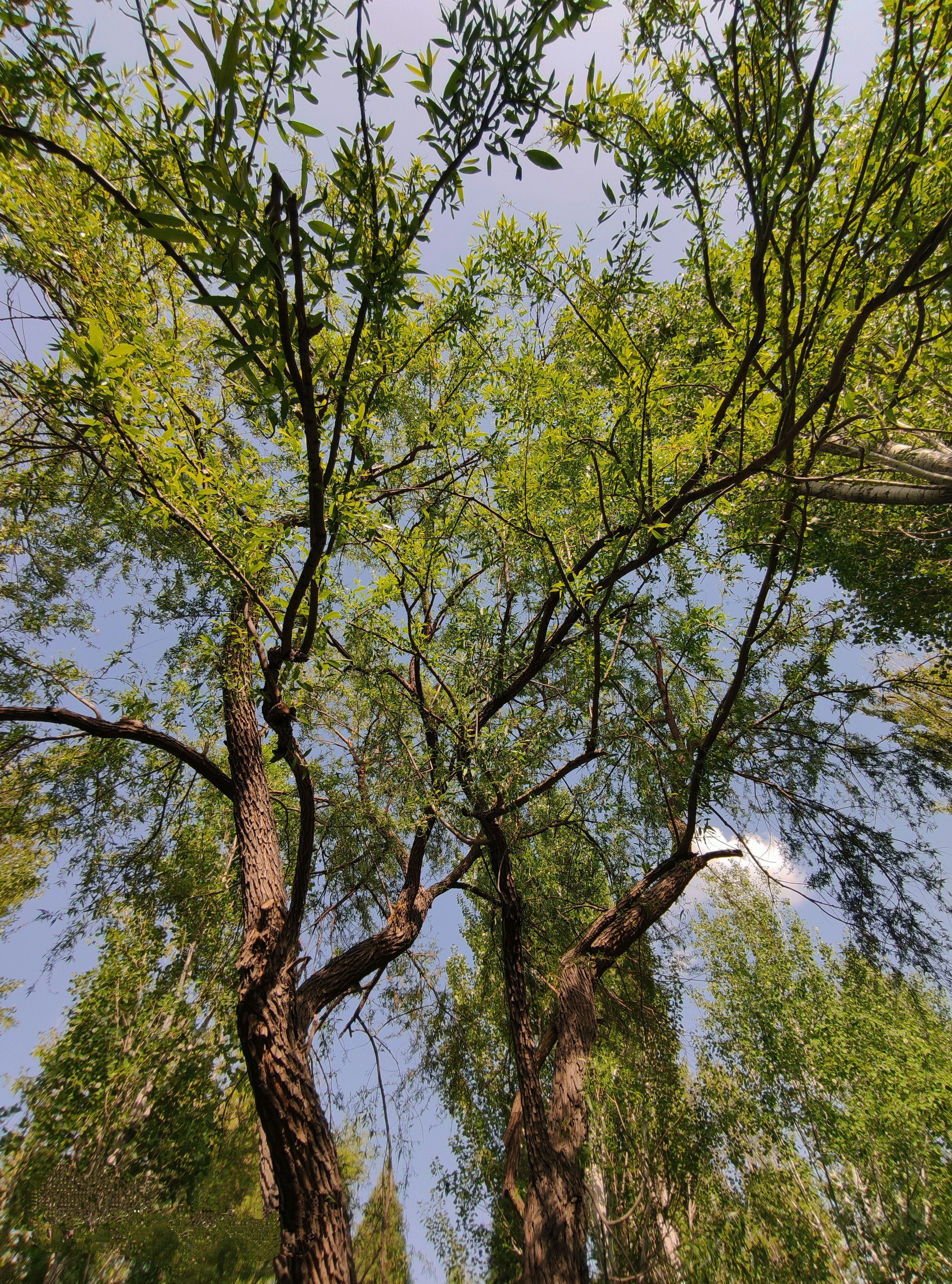 A group of trees photo – Free Tehran Image on Unsplash