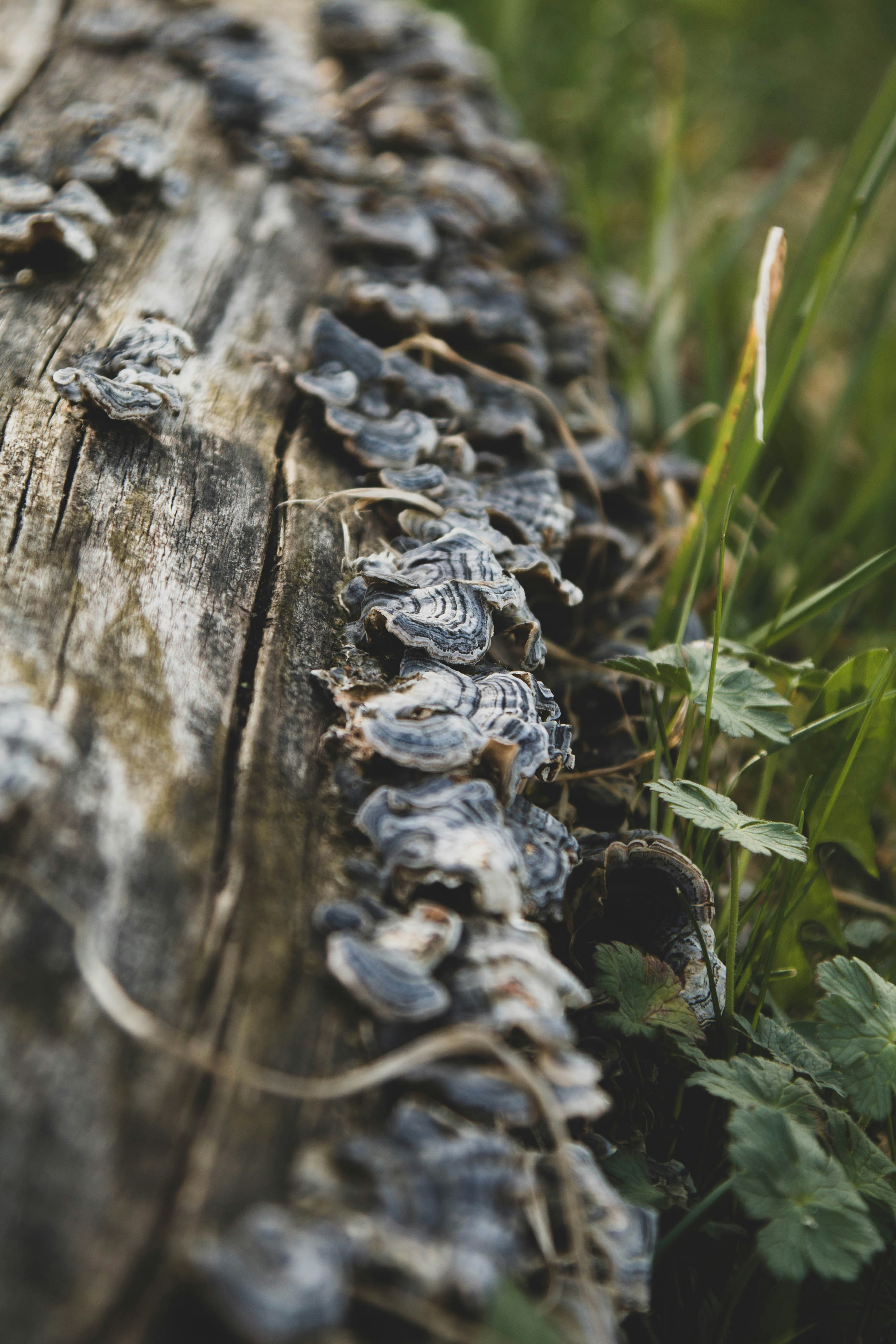 Close-up of a weathered log adorned with intricate fungal growths, surrounded by lush greenery.