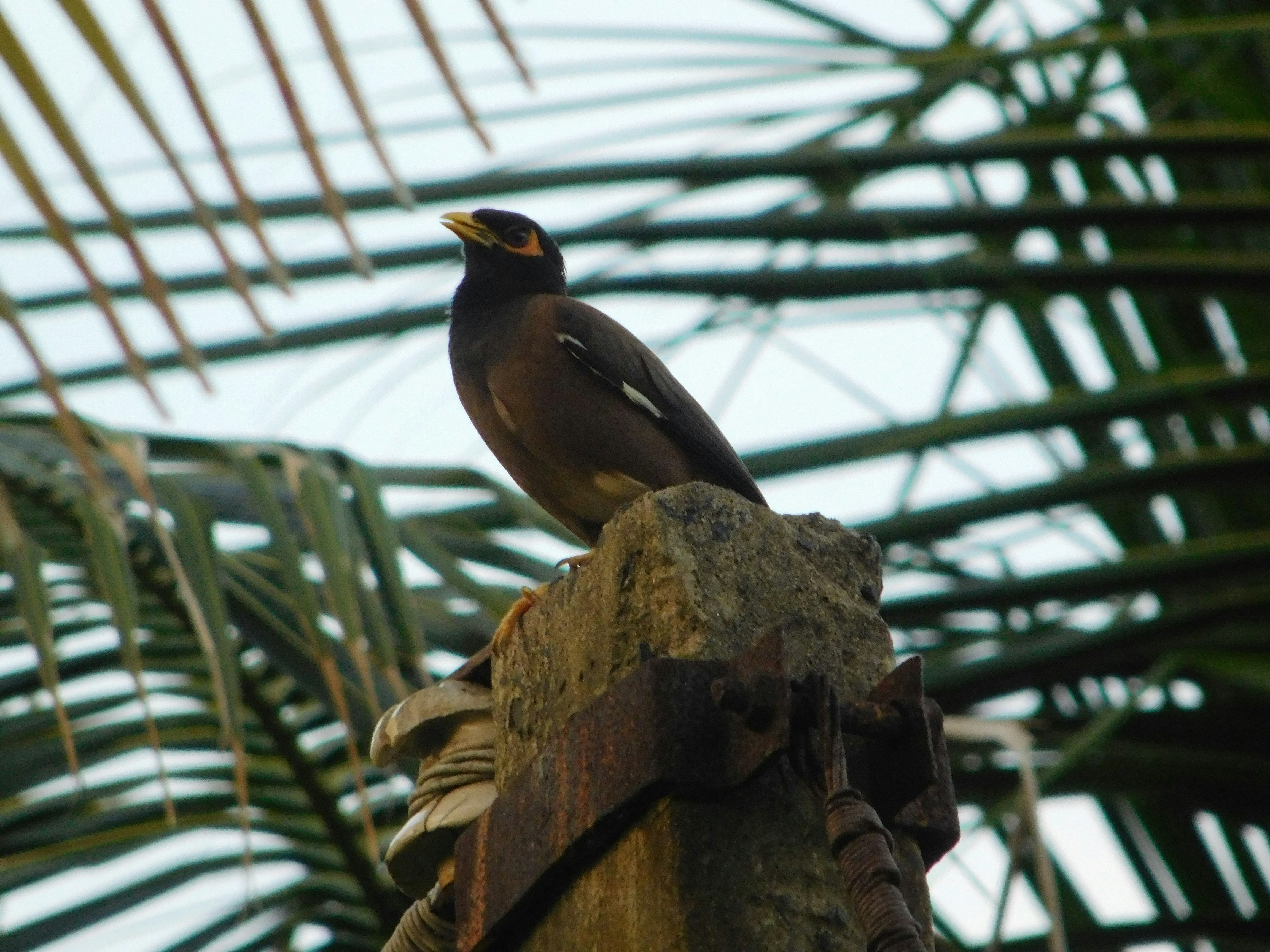 A bird perched atop a post, surrounded by lush palm leaves, showcasing its vibrant plumage and alert demeanor.
