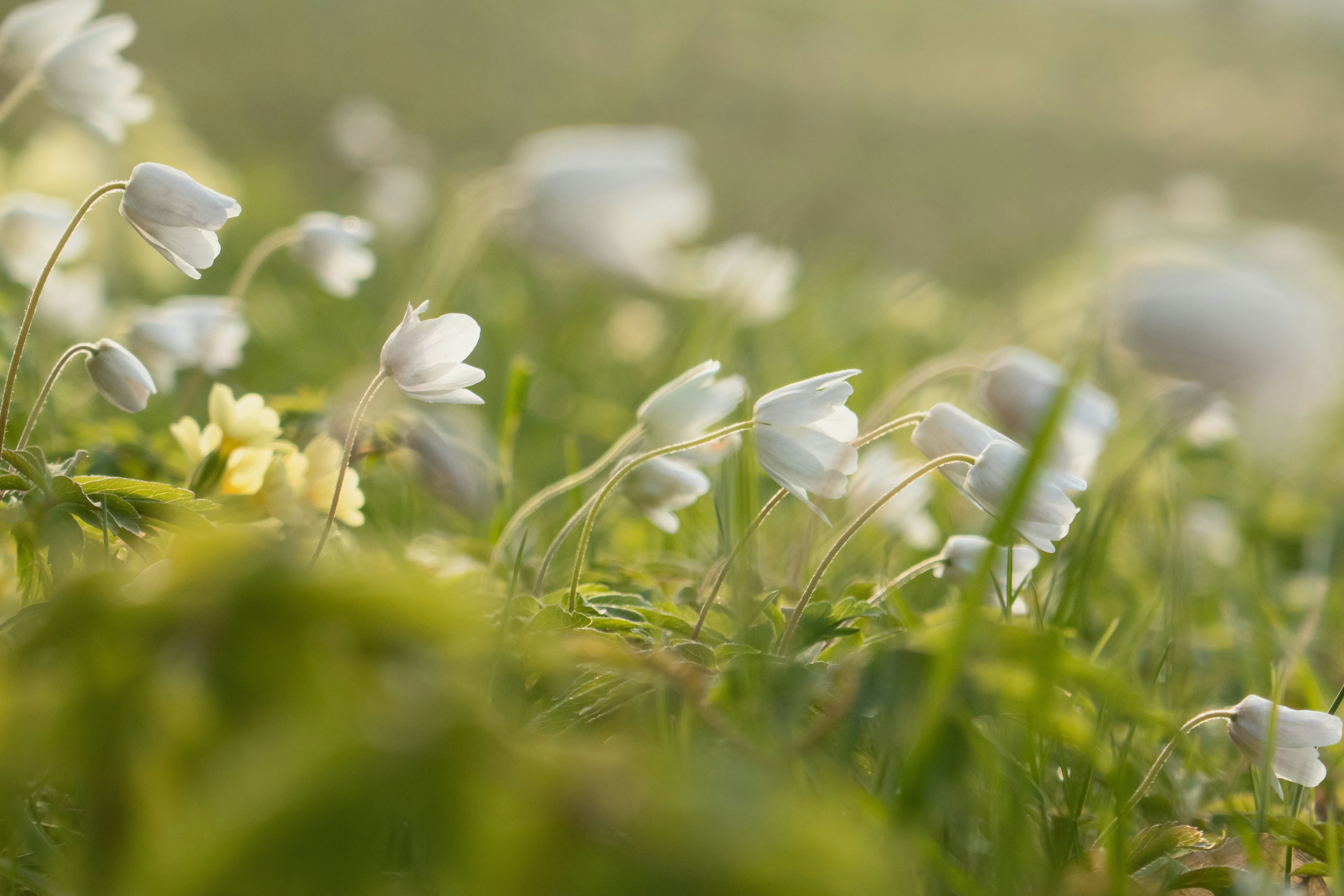 Delicate white and yellow flowers swaying gently in a sunlit meadow, capturing the essence of spring's renewal.