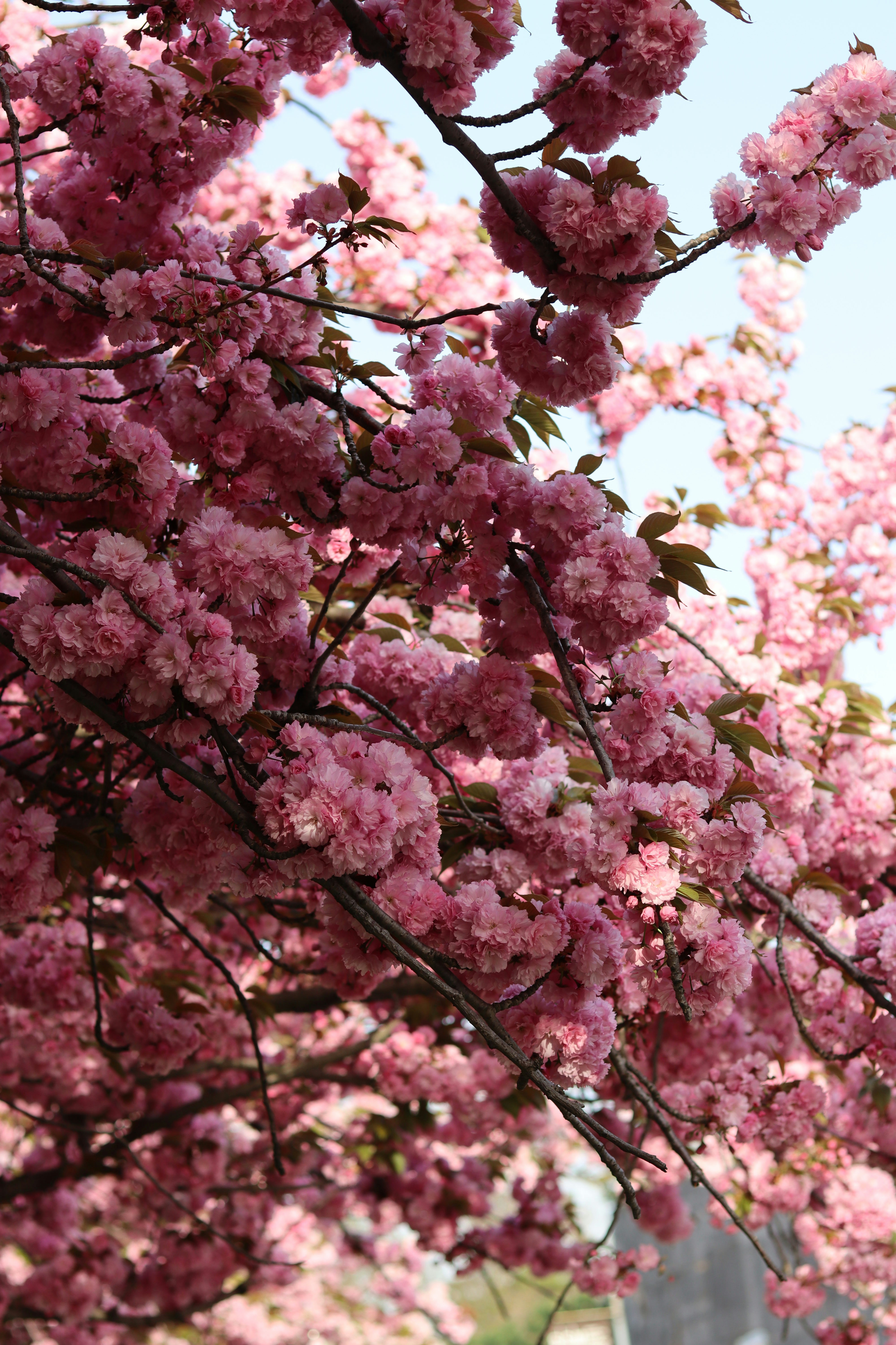 Un arbre aux fleurs roses photo – Photo Plante Gratuite sur Unsplash