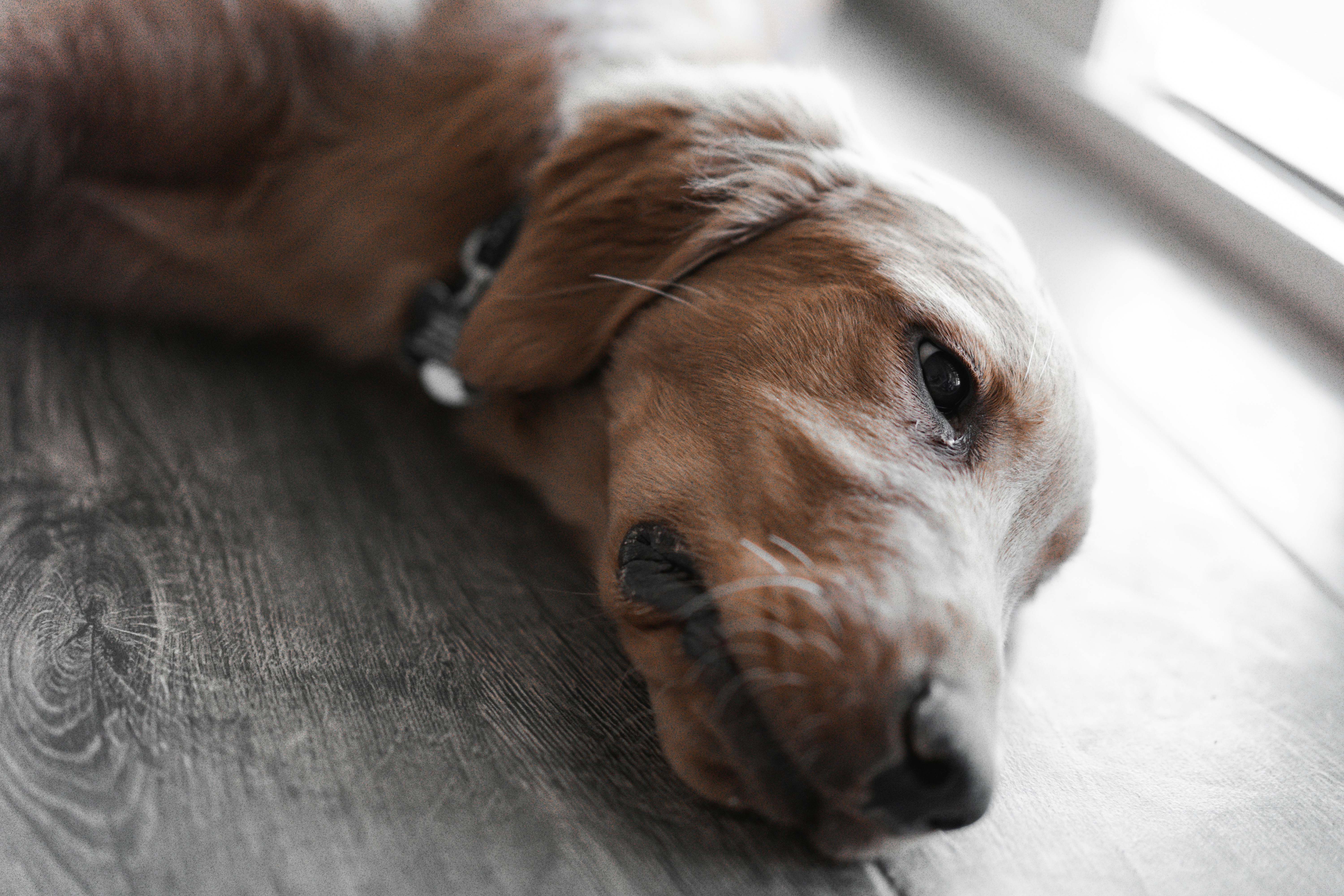 30k+ Sad Puppy Pictures | Download Free Images on Unsplash