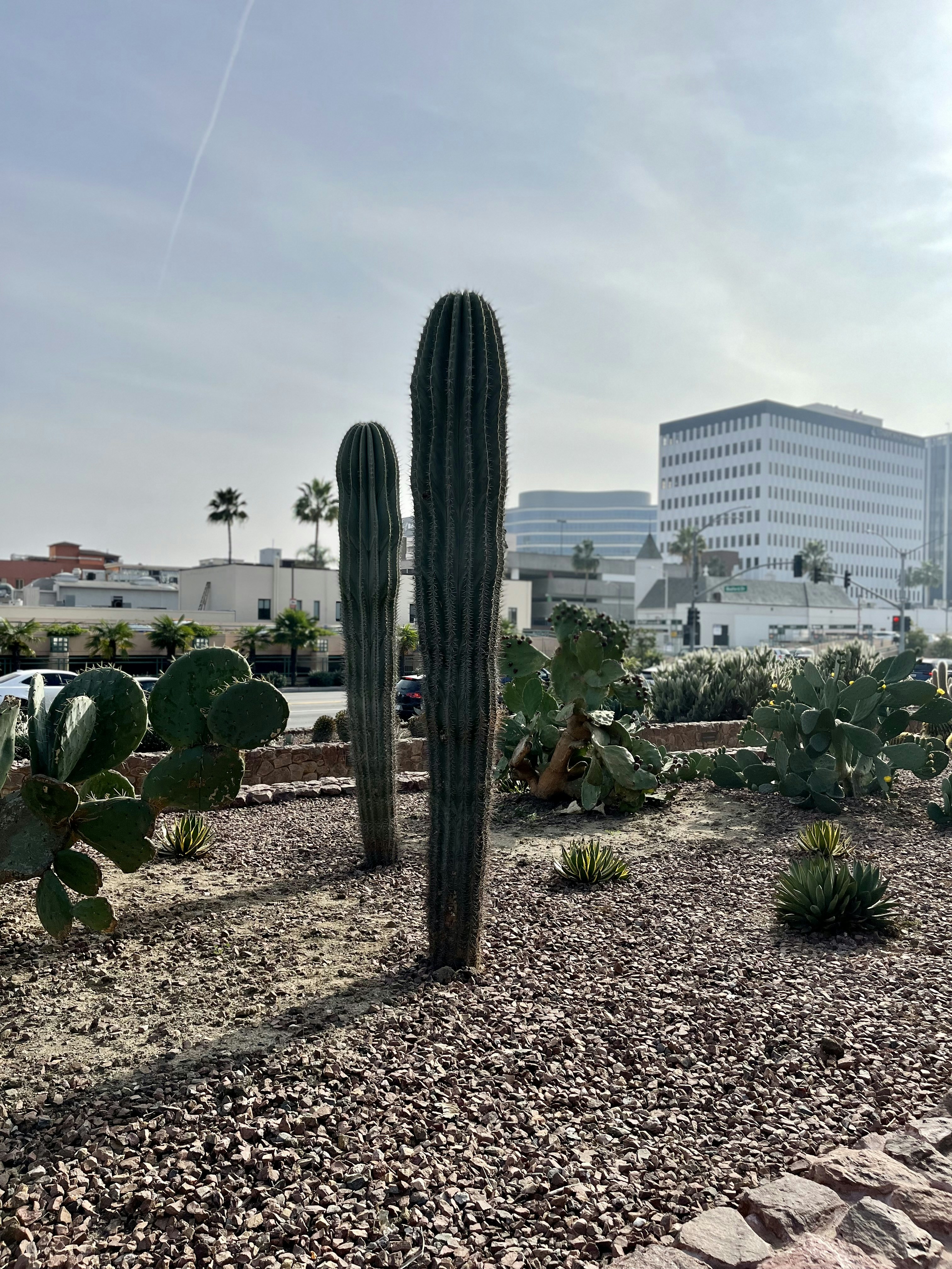 Desert Urban Gecko: Tall Cactus Against Modern Center
