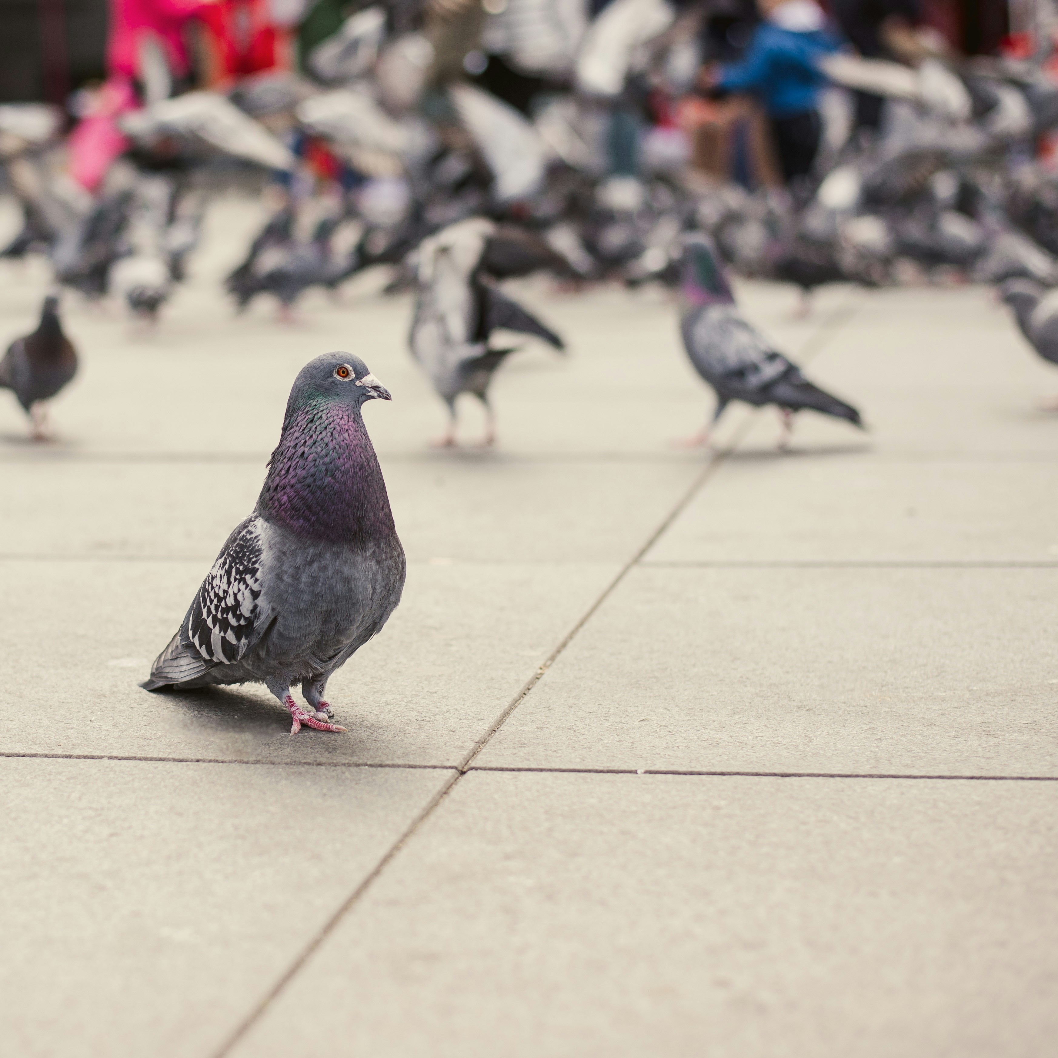 A group of pigeons on a sidewalk photo – Free Grey Image on Unsplash