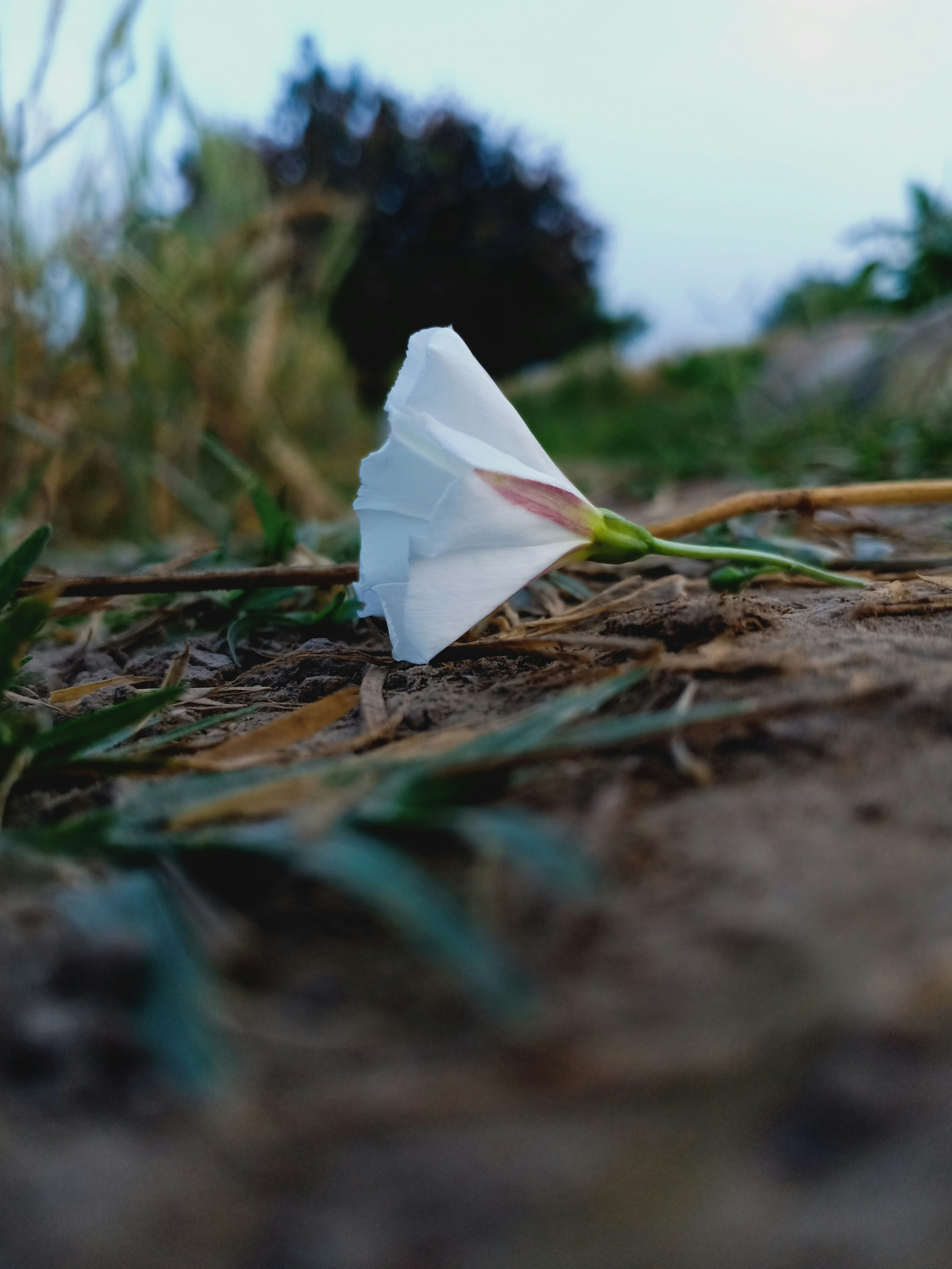 A solitary white flower rests on dusty ground, with a soft, blurred backdrop of grass and greenery. The shallow depth of field highlights the delicate petals against the rugged soil.