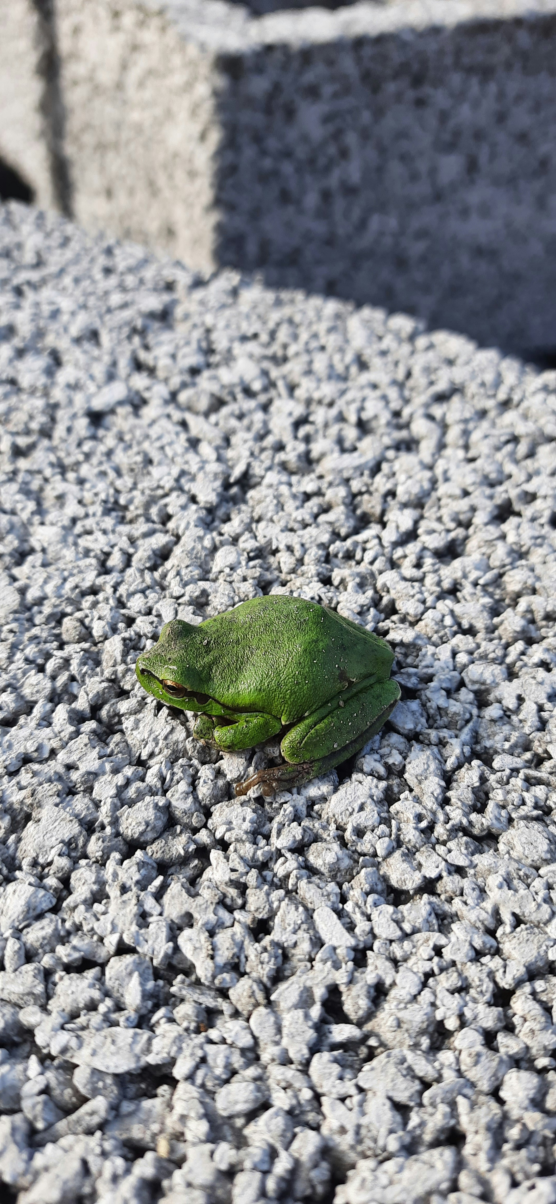 a green lizard on a rock