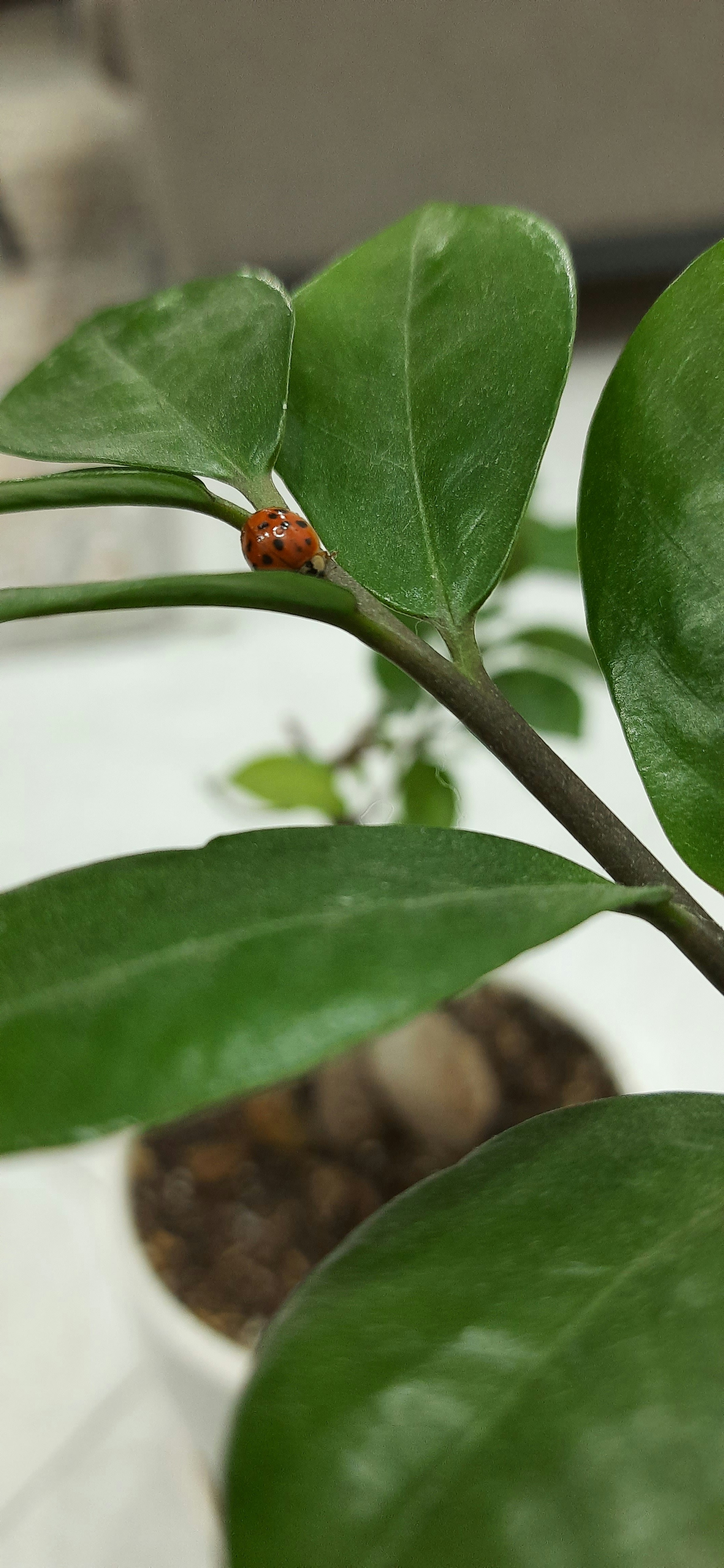 Crimson Ladybug on a Jade Leaf: Micro-Scene in Focus