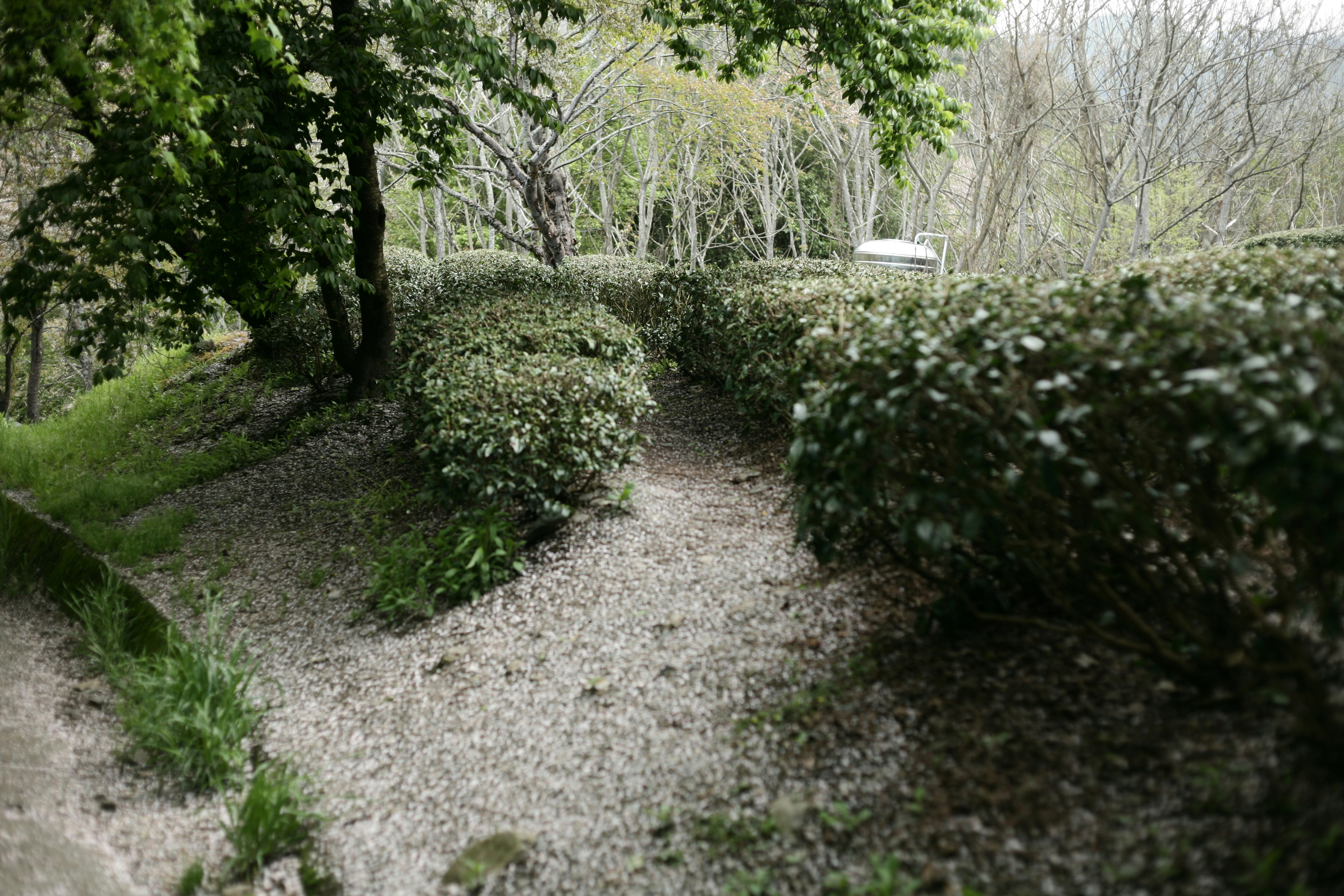 Curved gravel path bordered by lush greenery and shrubs, leading into a tranquil wooded area.