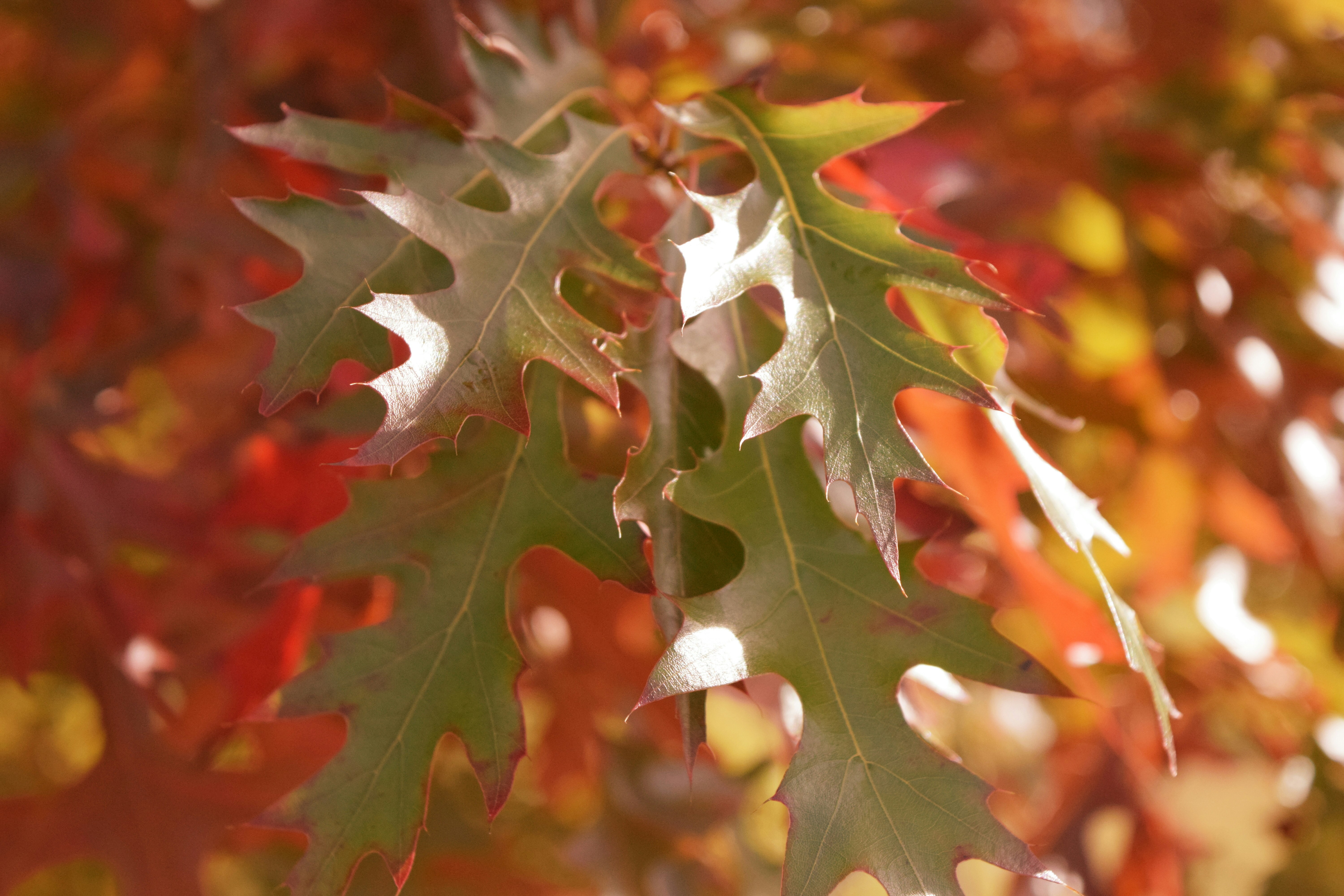 close-up of leaves on a tree