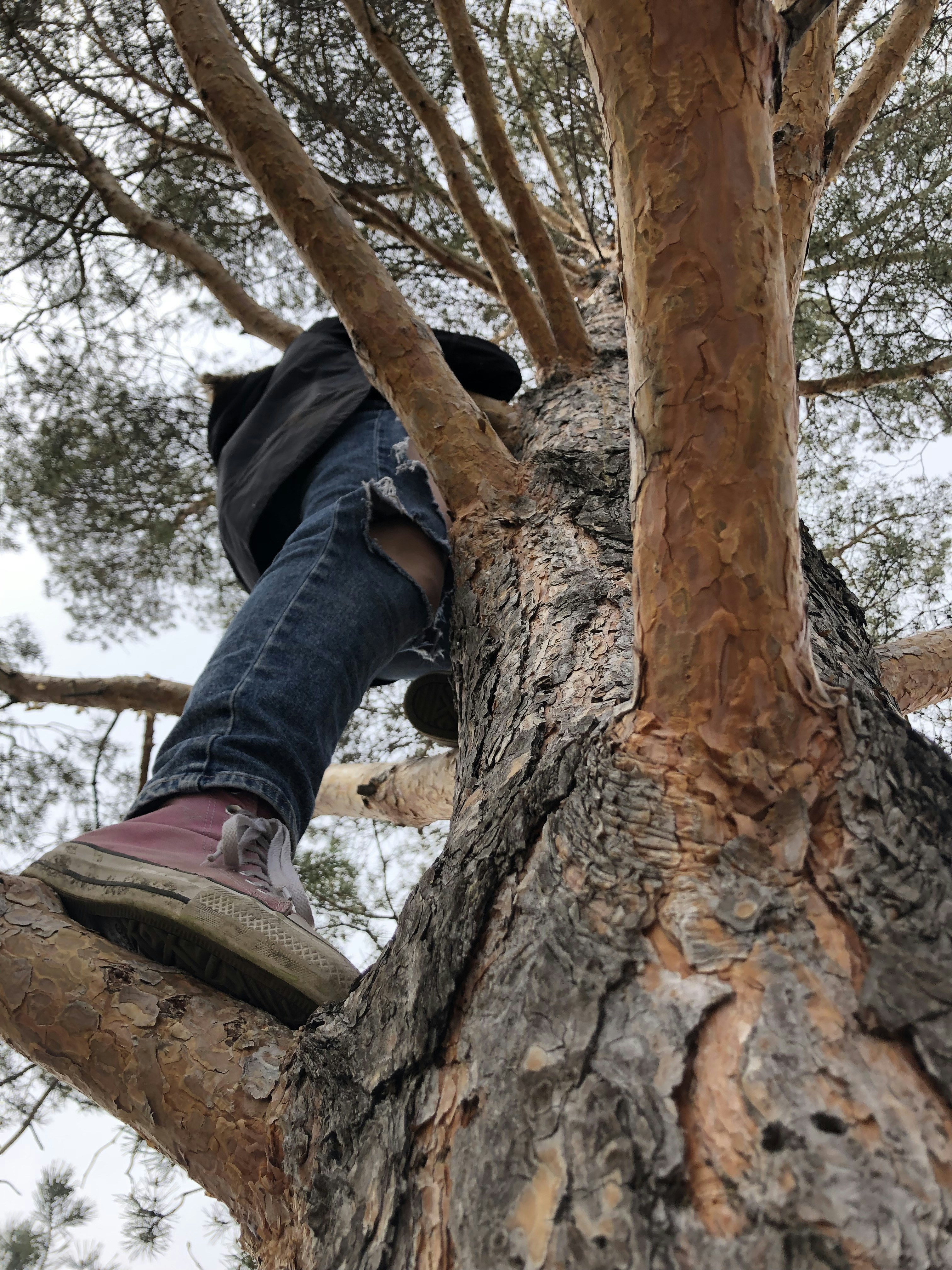 Ground-Up Ascent: Foot on Pine Bark