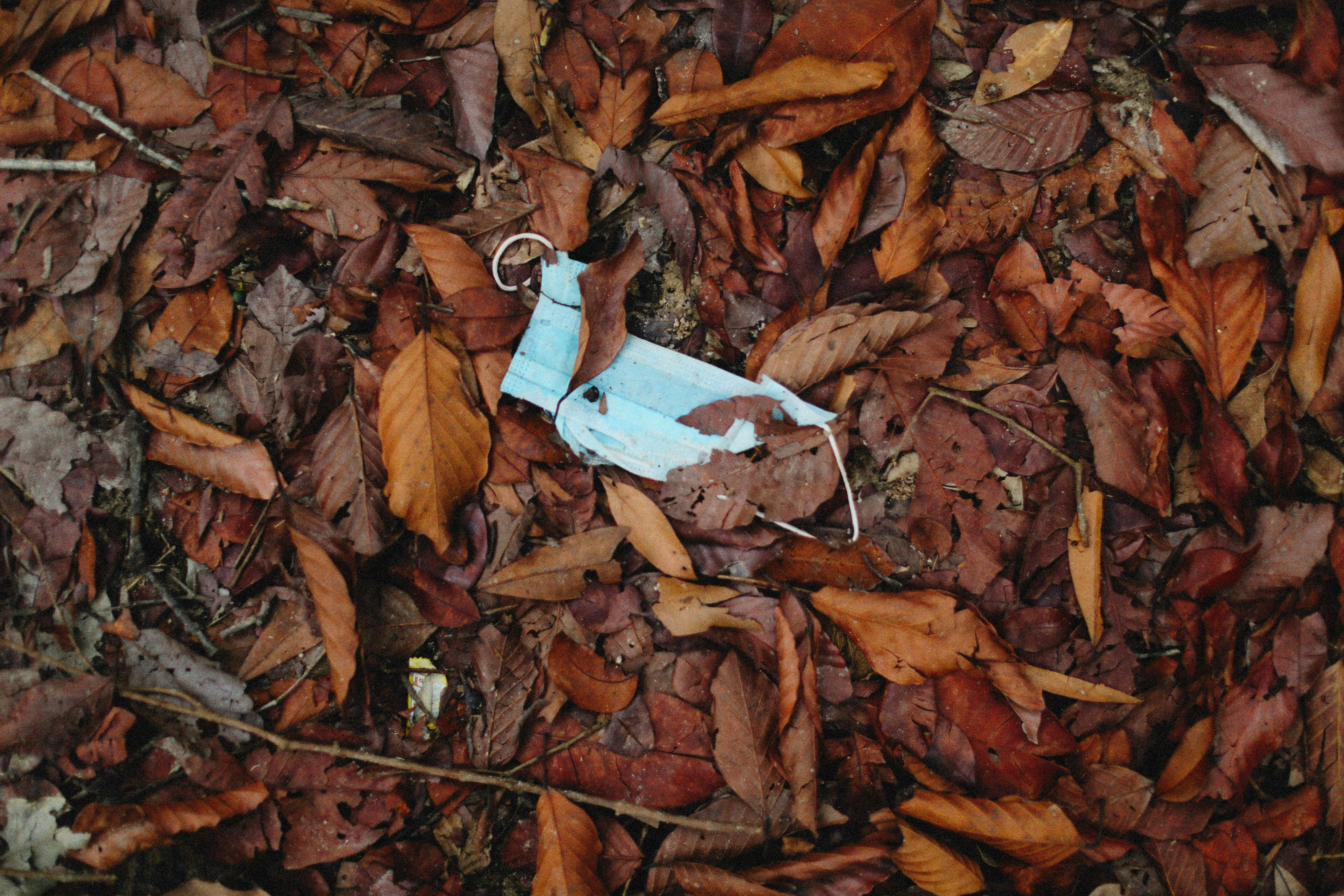 A discarded blue mask lies among a bed of autumn leaves, highlighting the intersection of nature and human impact.