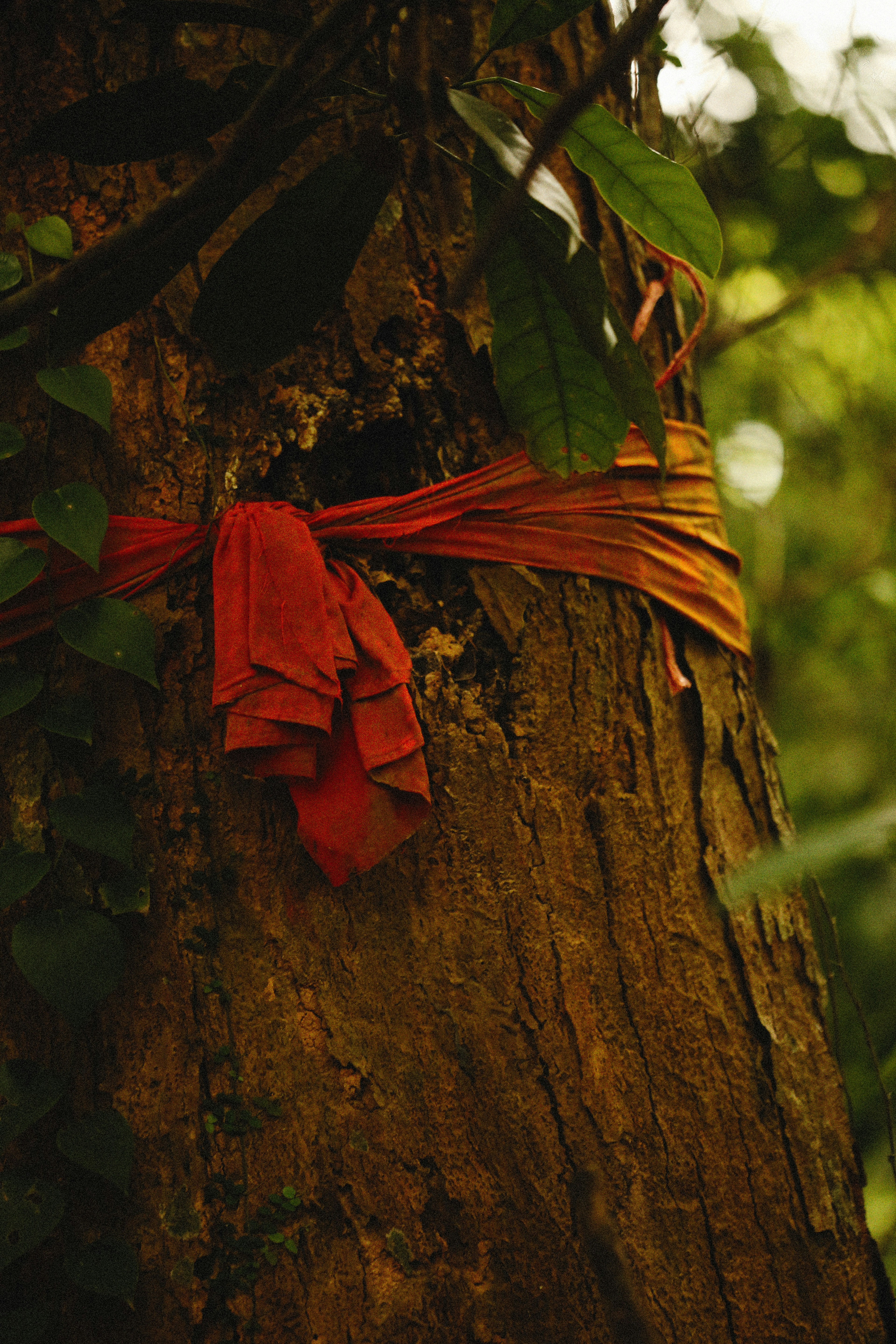 Scarlet Ribbon on the Cedar: A Tactile Moment of Quiet