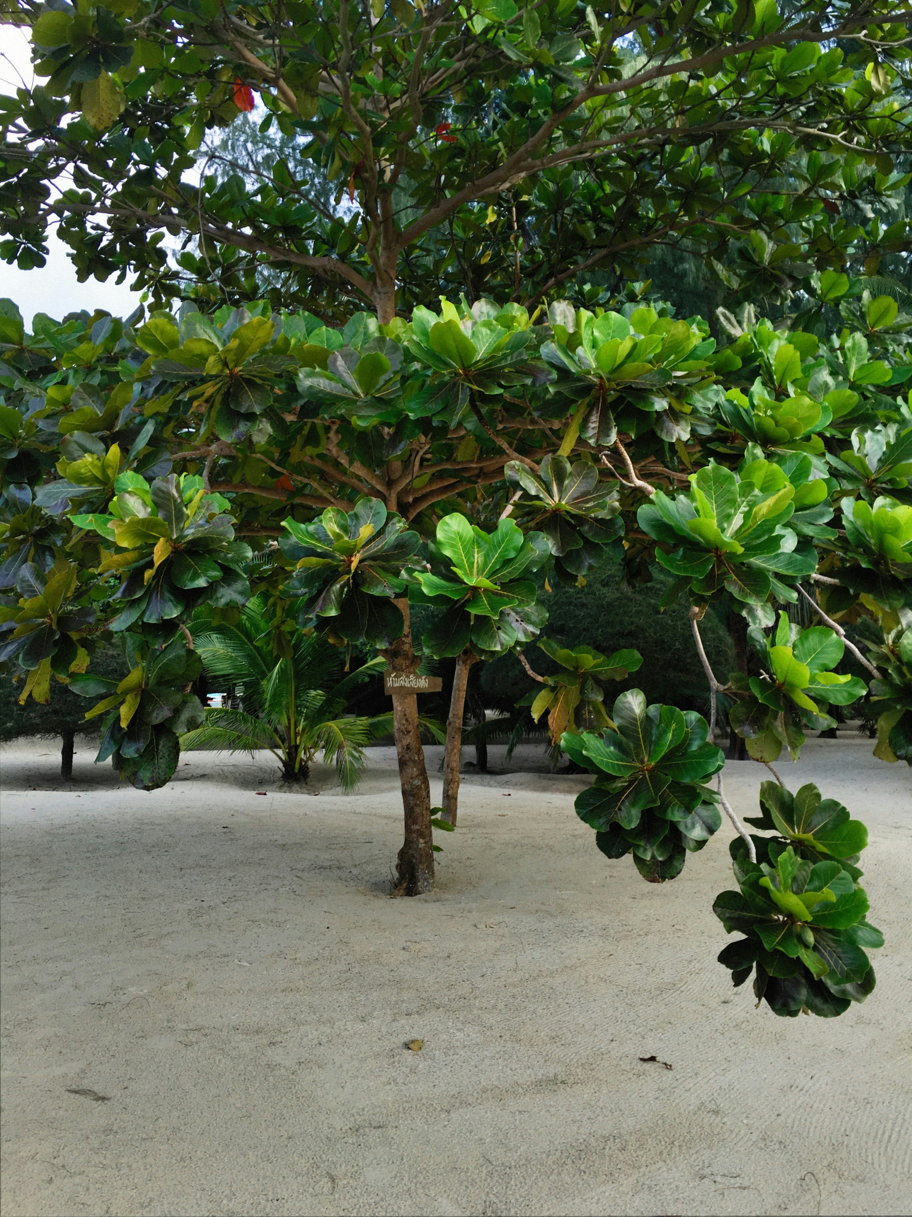 DAIN TREE COMPANY MALE MALDIVES Pictures | Download Free Images on Unsplash