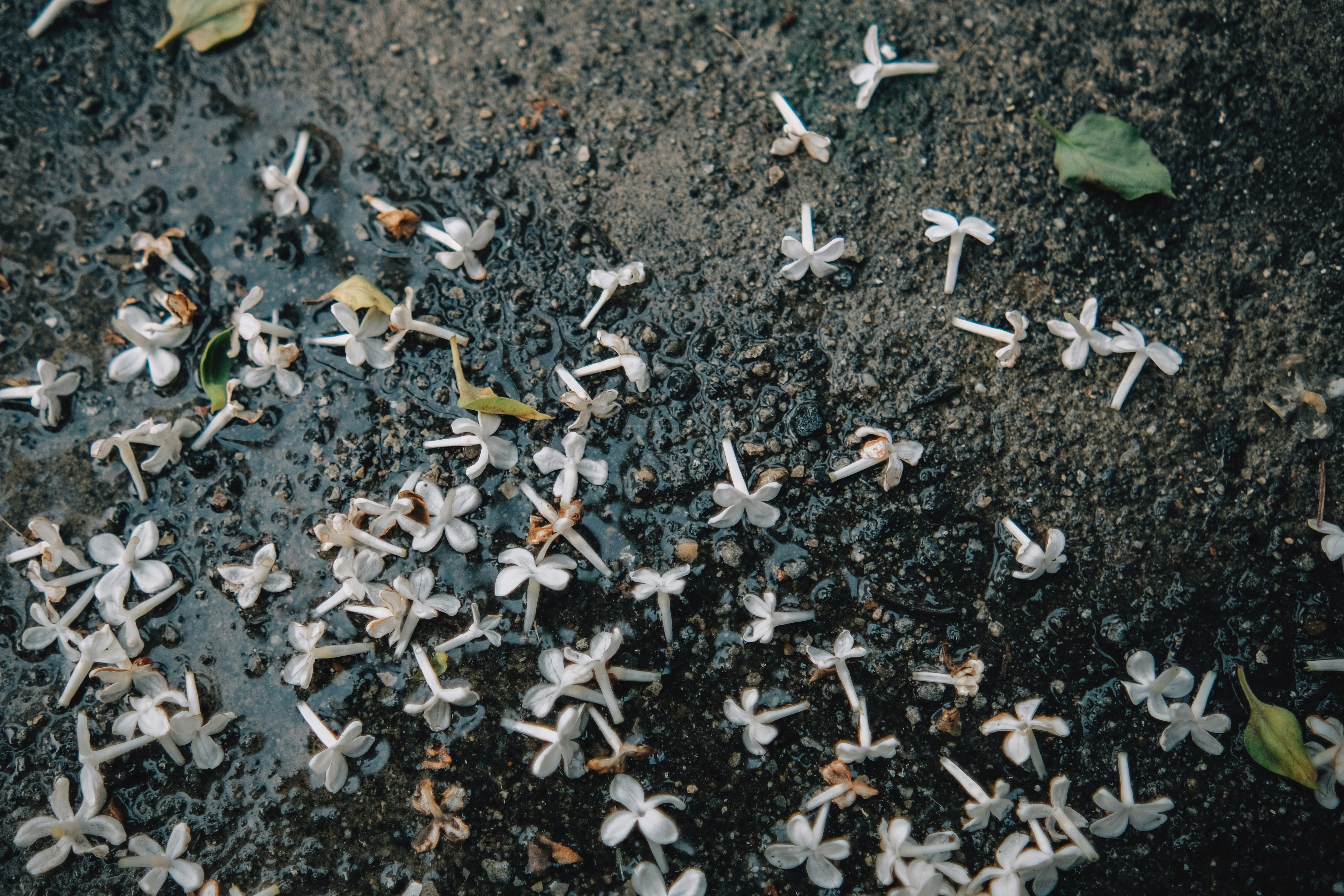 Petal Mosaic on Rain-Wet Asphalt