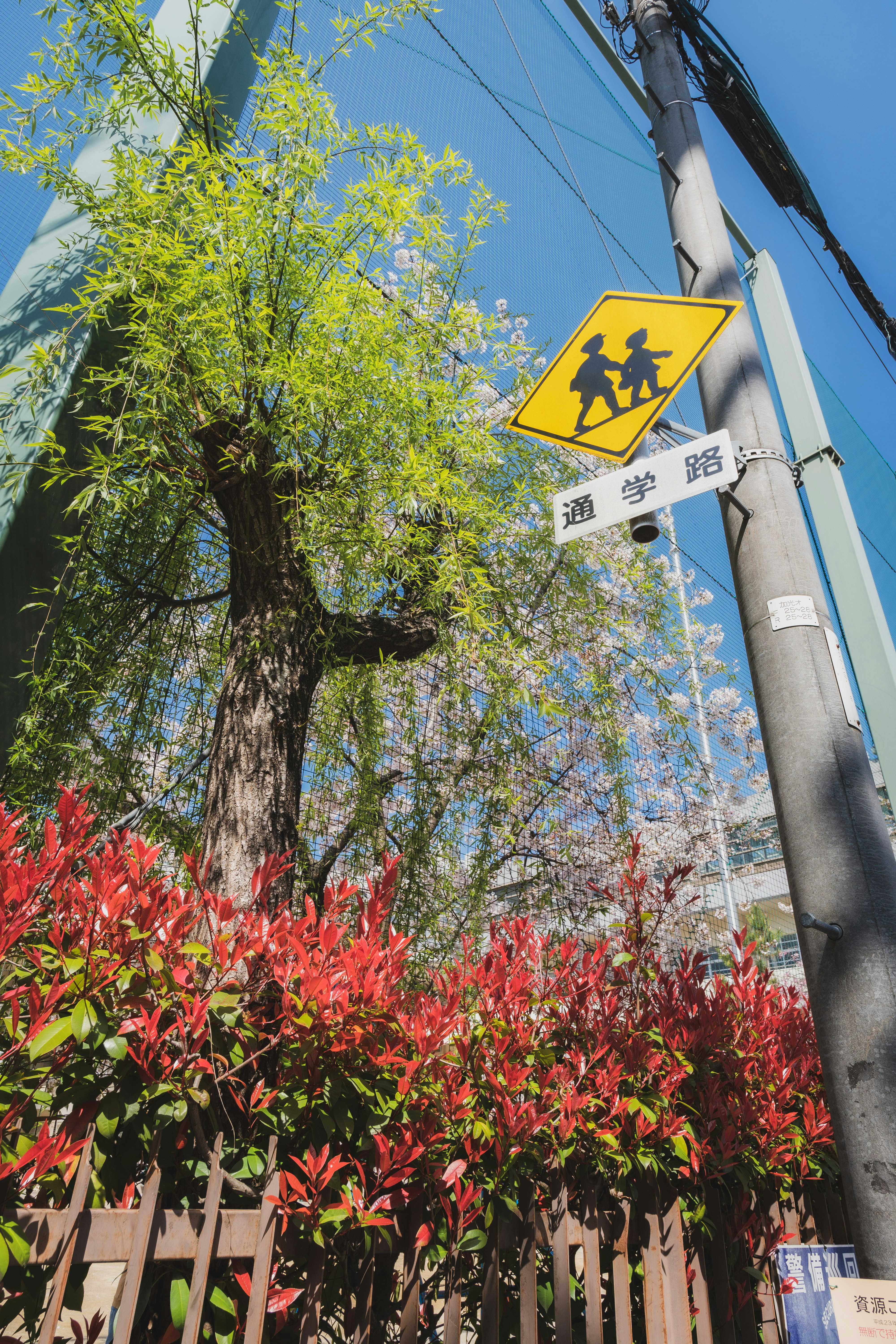 A street sign next to a tree photo – Free Japan Image on Unsplash