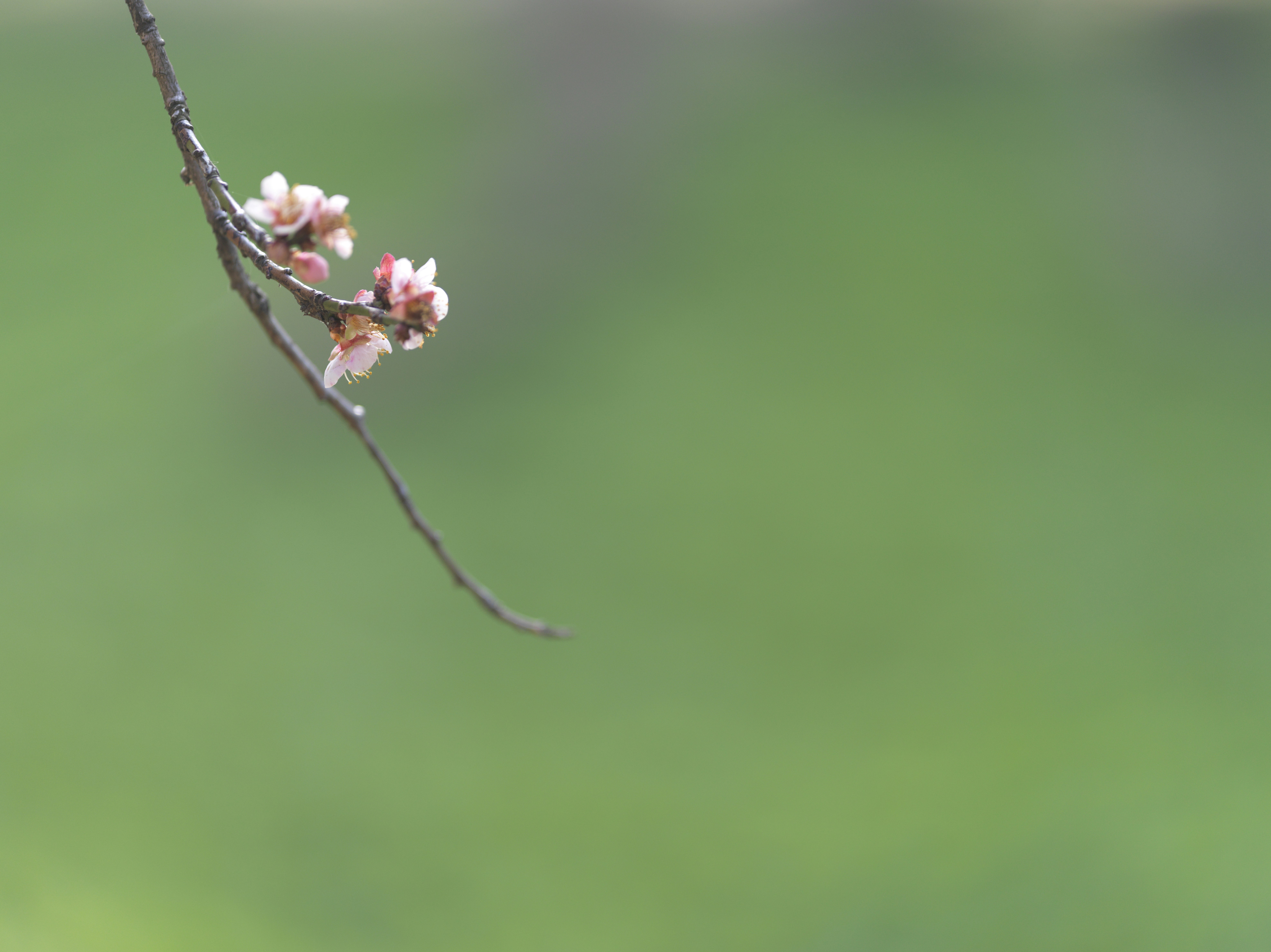 Delicate pink blossoms cling to a slender branch, set against a blurred green backdrop, evoking the essence of spring's renewal.