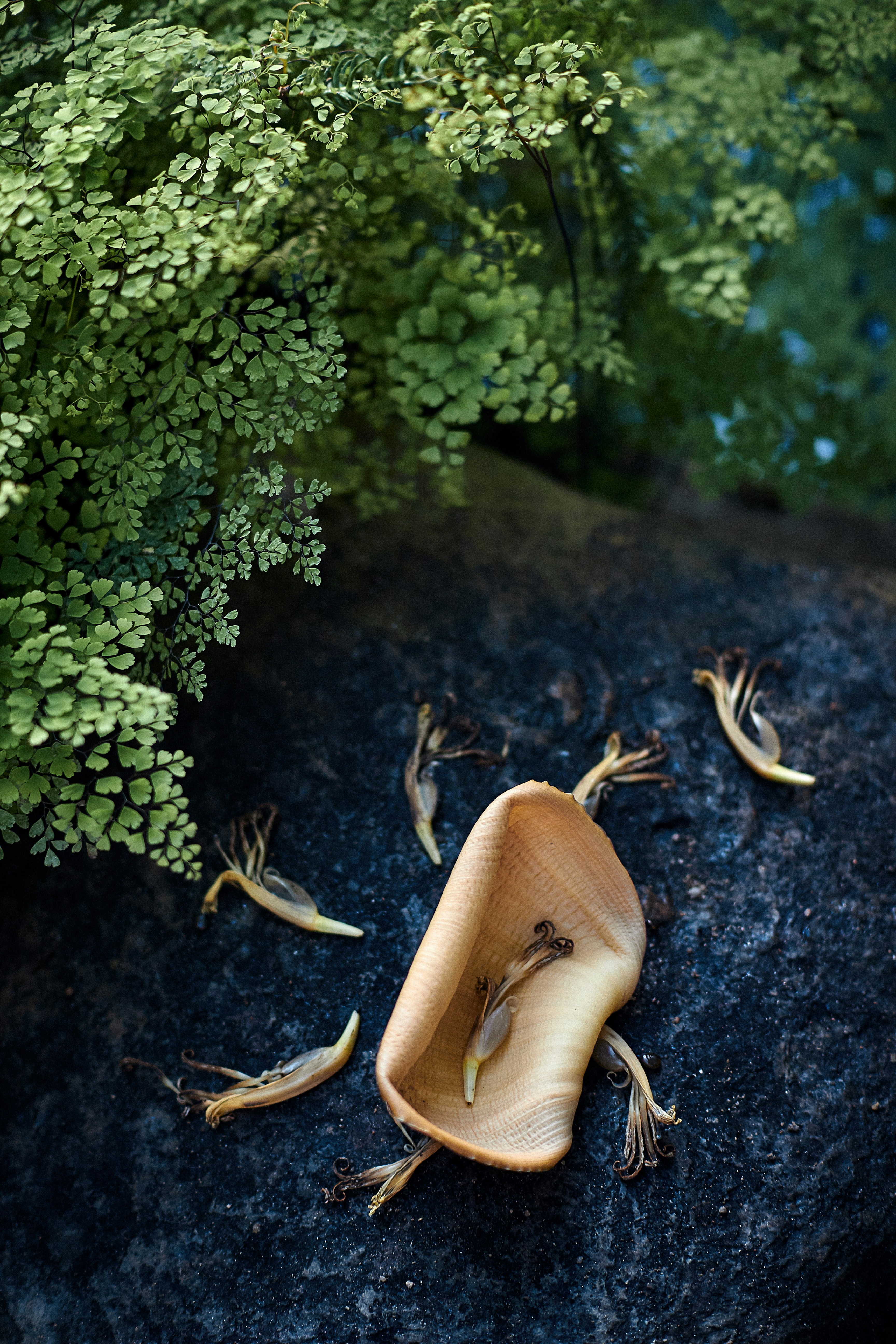 A lone chanterelle-like cap resting on basalt among green fronds