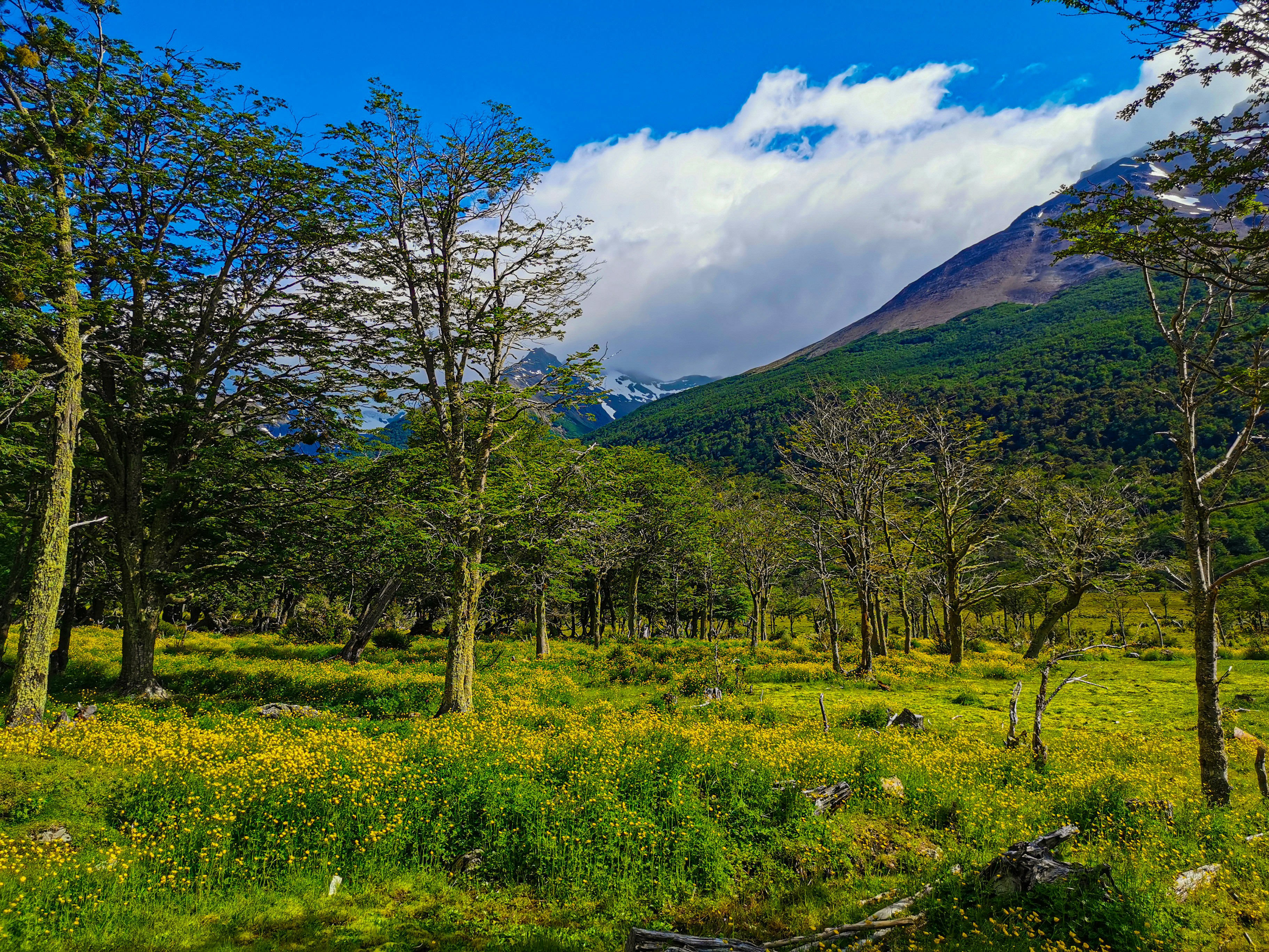 Vibrant green meadow adorned with wildflowers, framed by towering mountains and a dramatic sky. The scene captures the essence of untouched nature.
