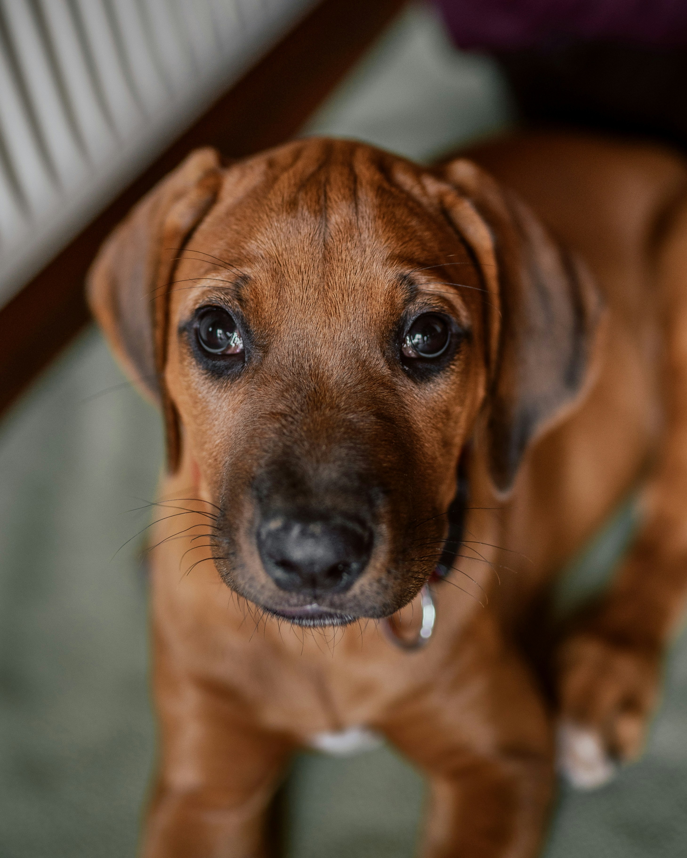 Close-up of a playful puppy gazing directly at the camera with a soft expression. The warm tones of its fur contrast with the background elements.