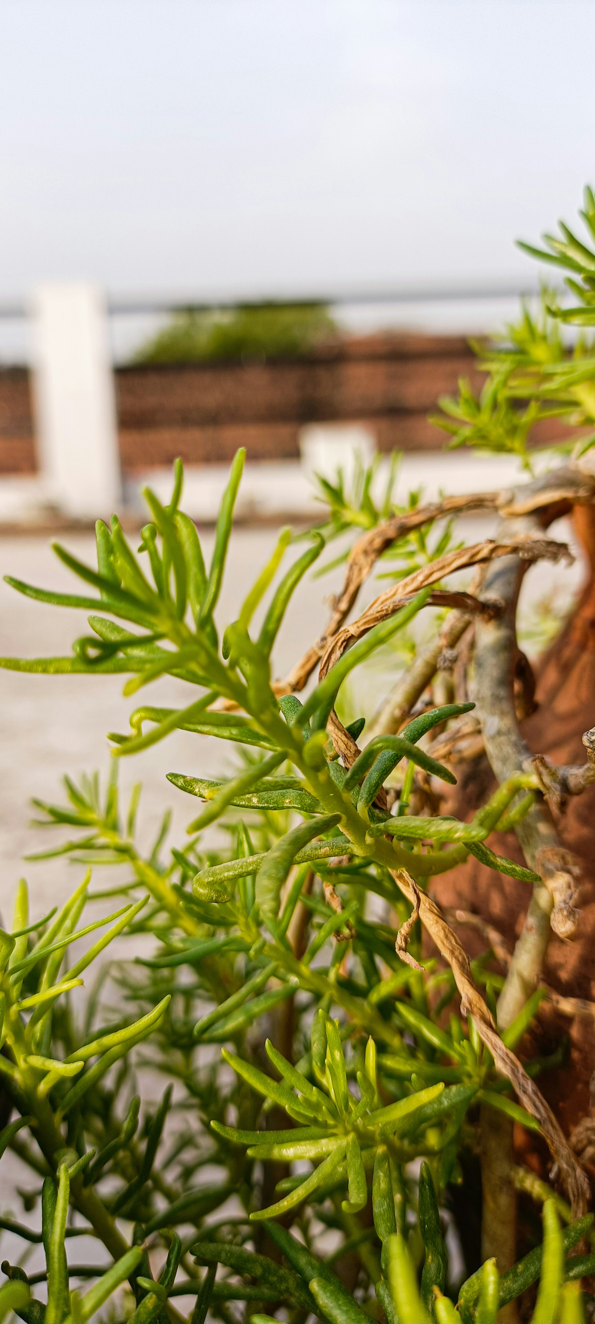 Sample photo from OnePlus Nord CE 2