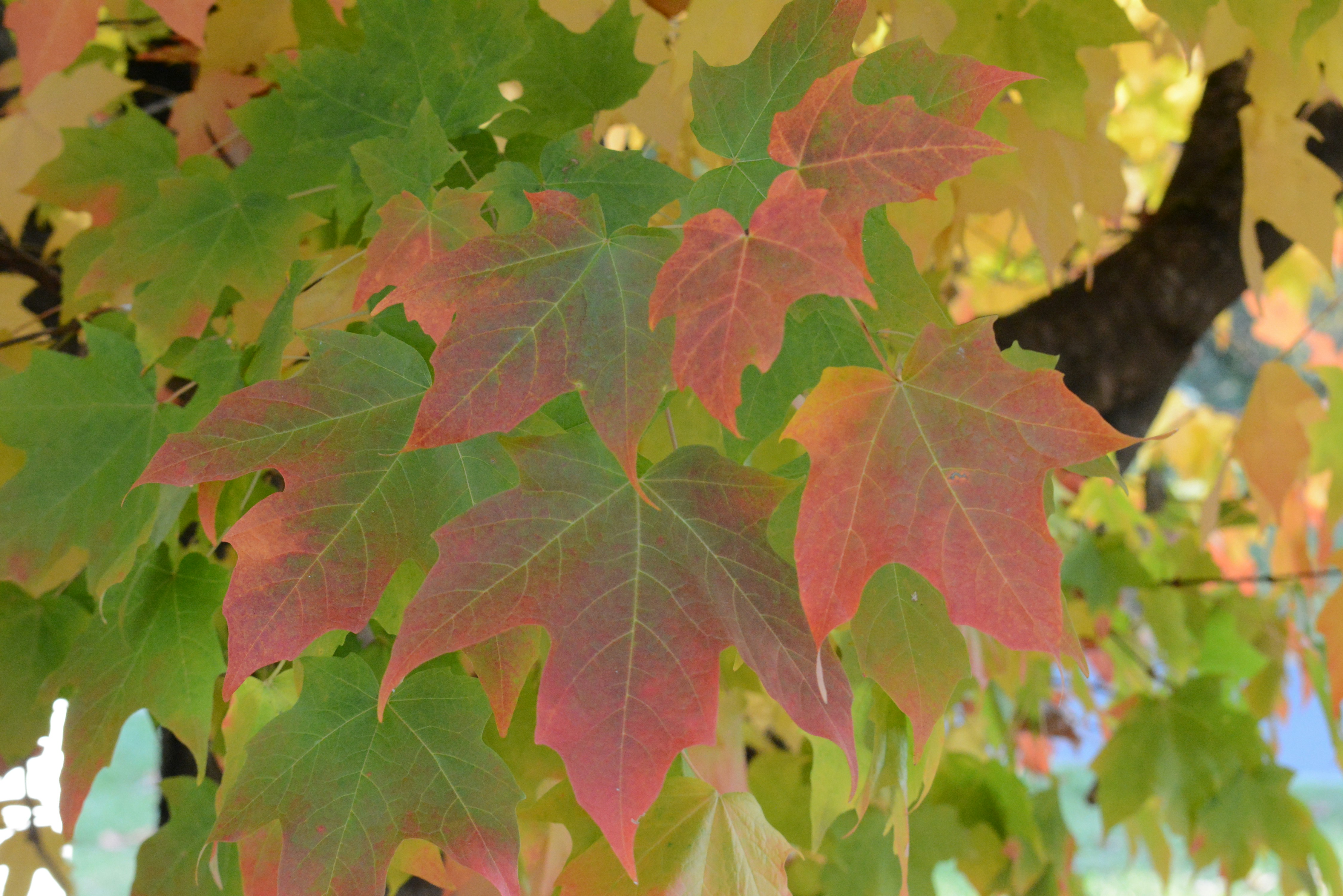 Autumn Maple Canopy: A Burst of Color Through Shifting Foliage