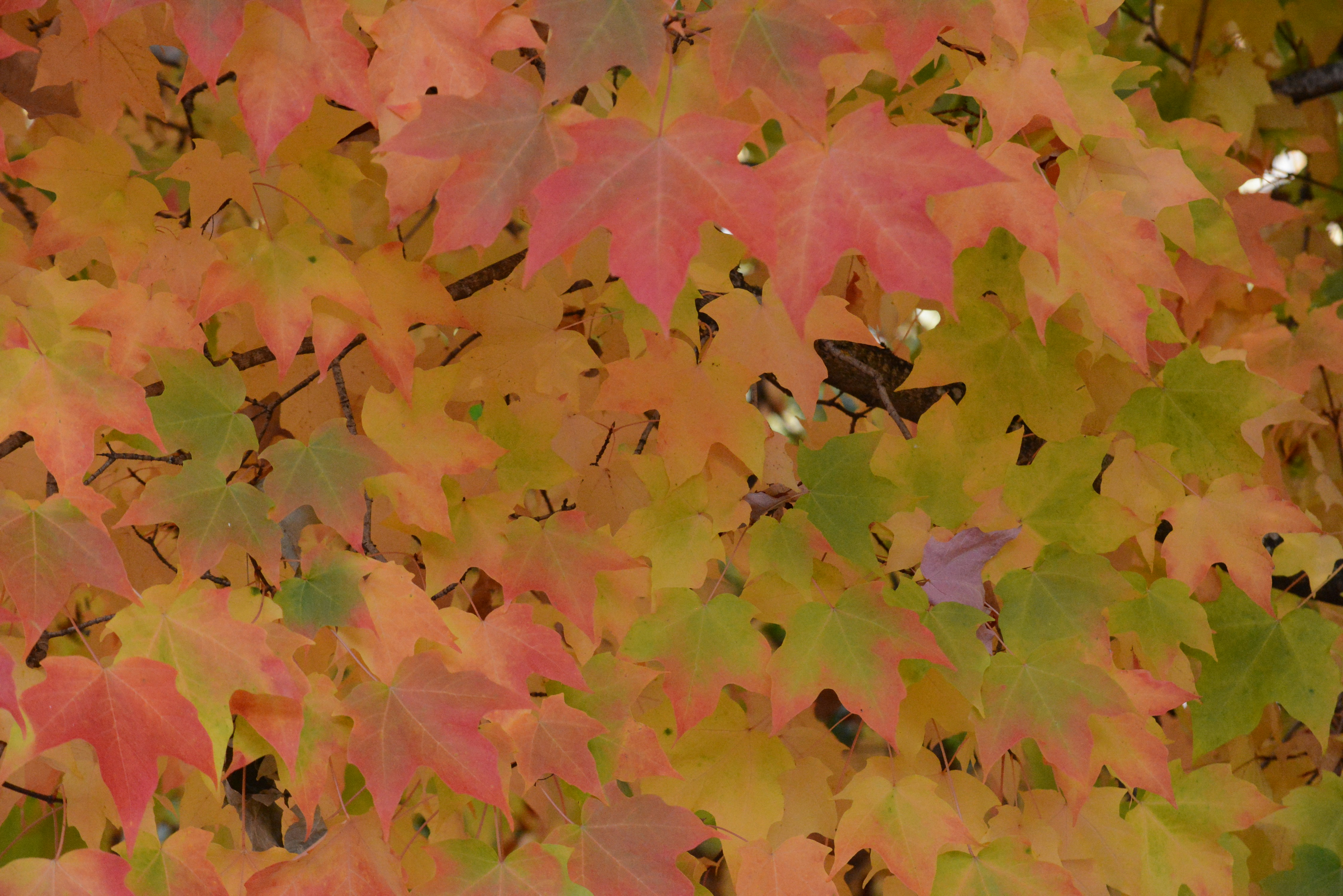 Autumn Mosaic: Leaves in Quiet Transition