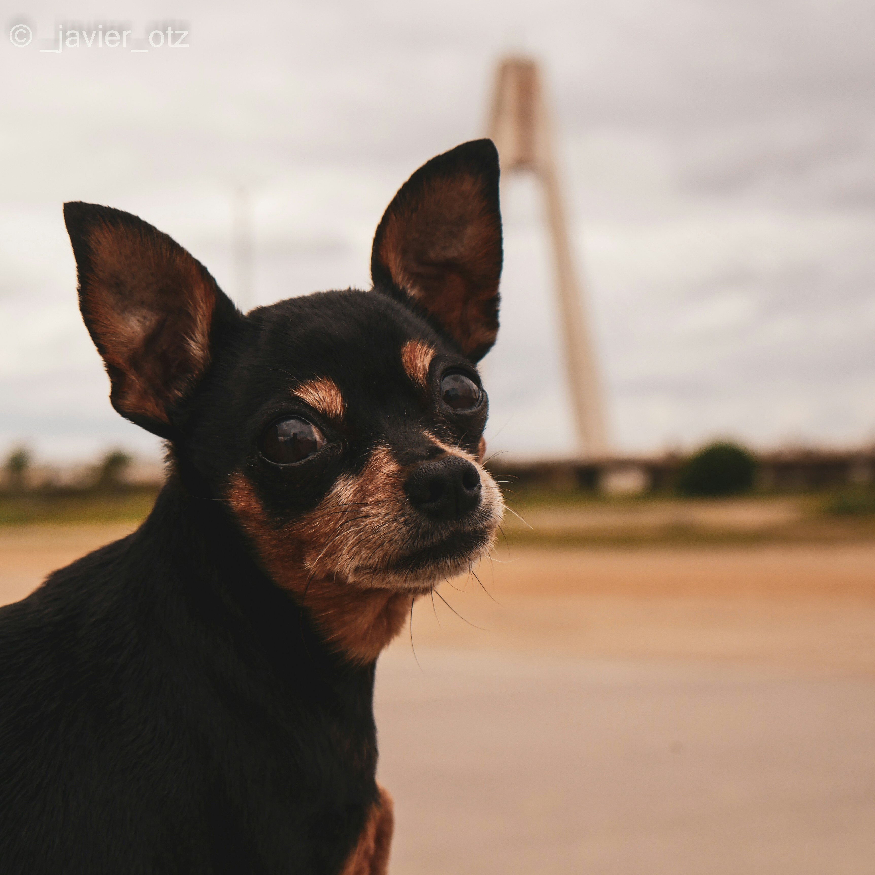a dog looking at the camera