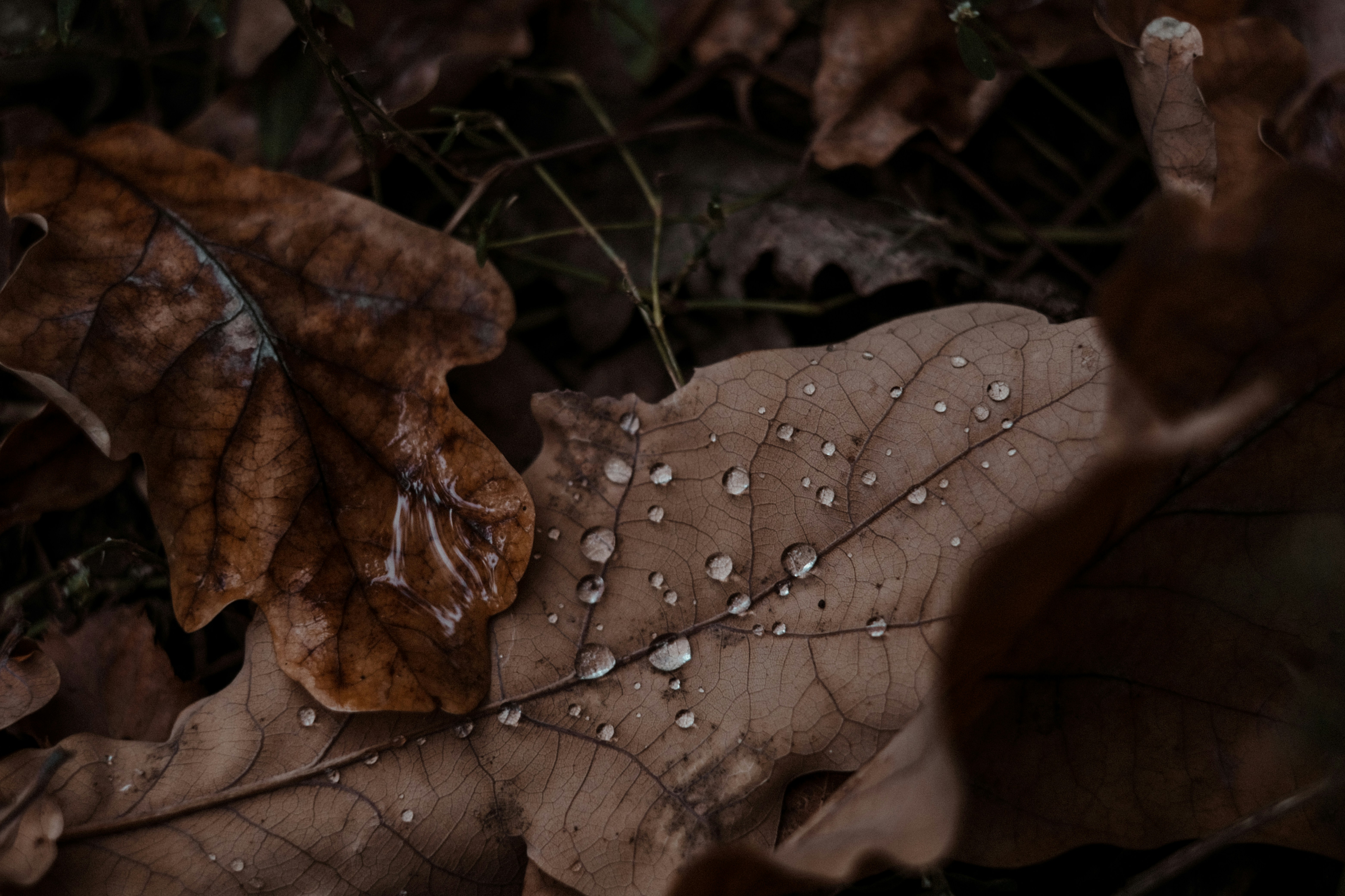Dew Beads Trace a Vein on a Moody Autumn Leaf