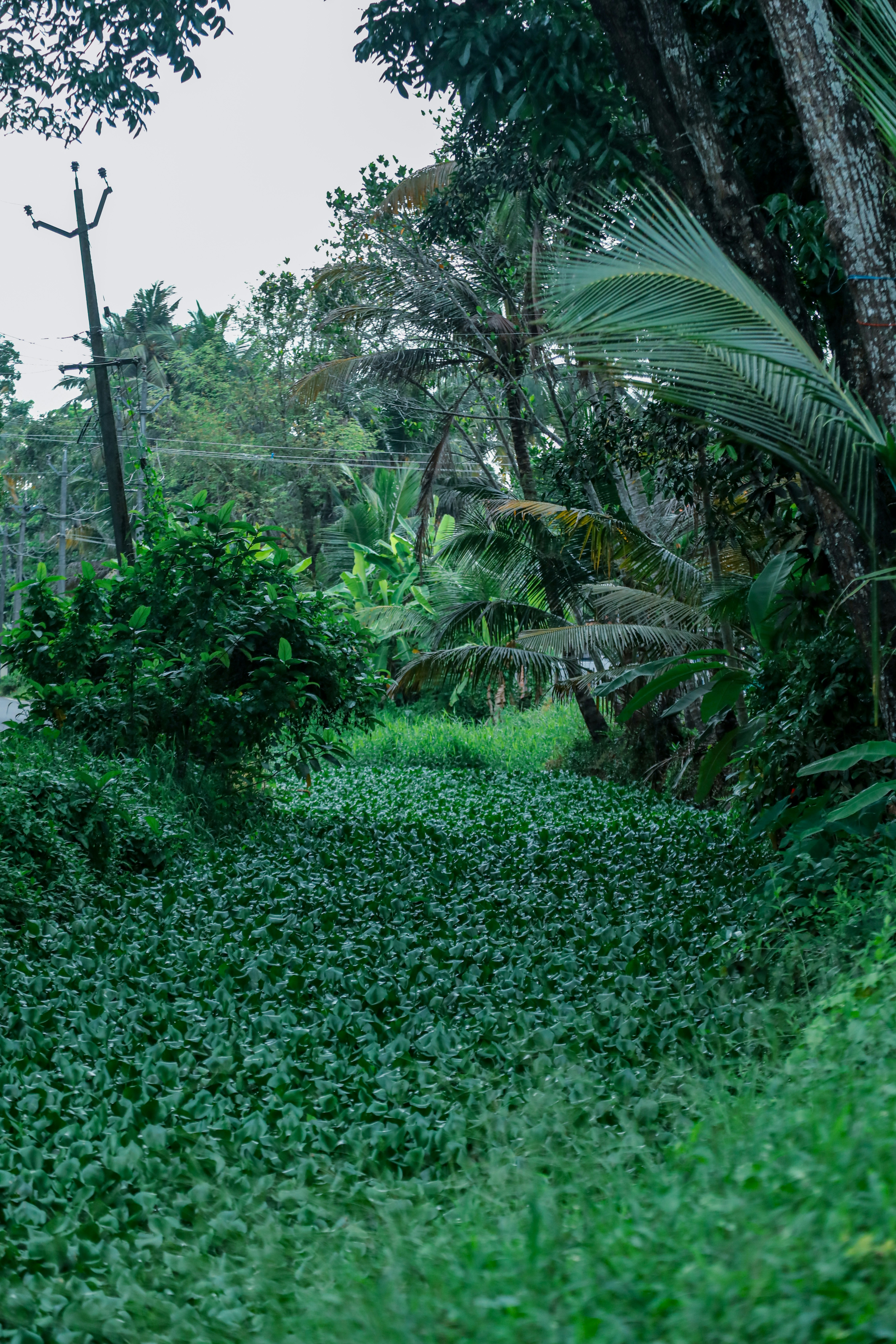 Dense foliage lines a narrow path, creating a serene environment filled with vibrant greenery and hints of tropical plants.