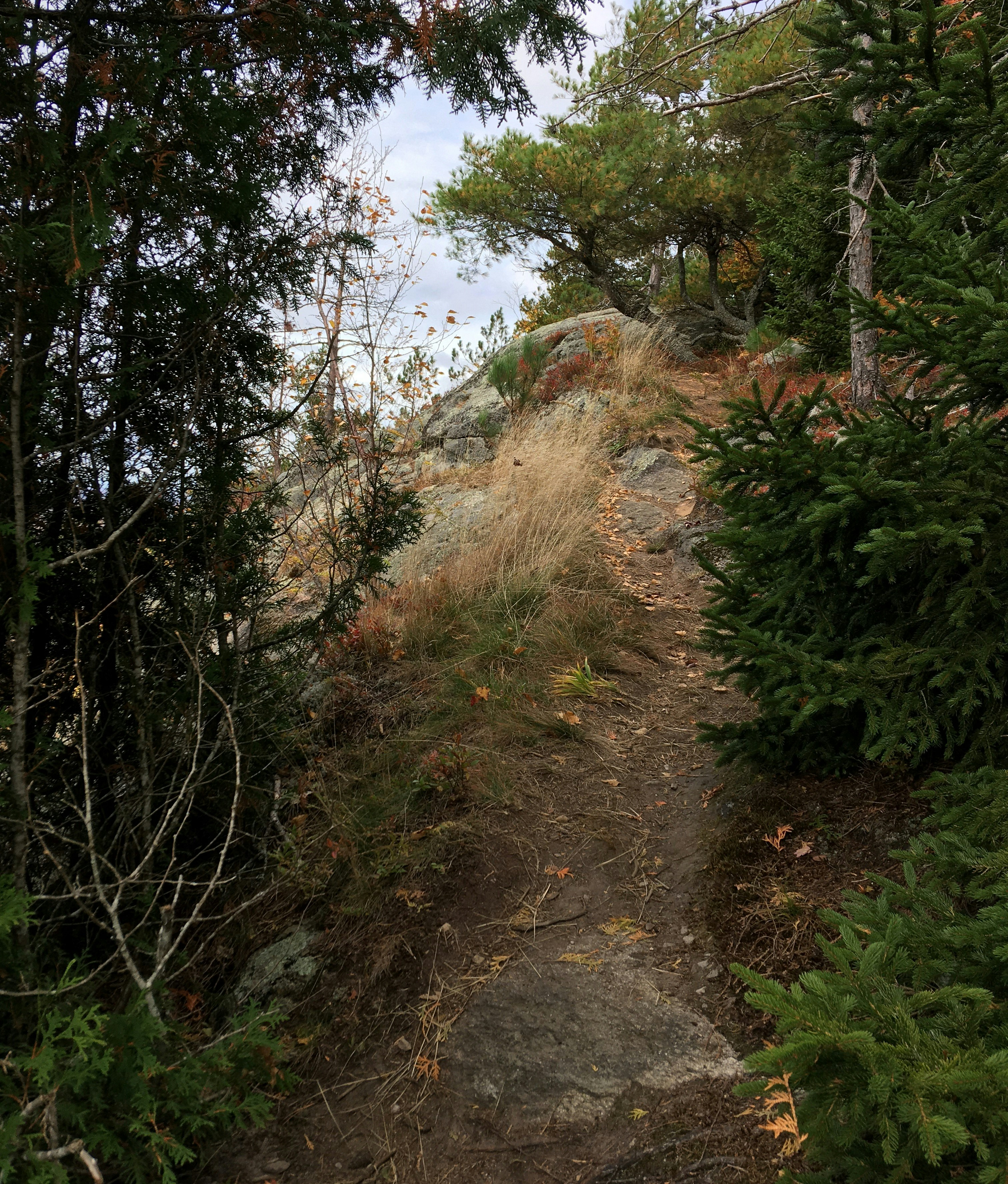 Narrow trail meandering through dense foliage and rocky terrain, showcasing the beauty of the natural landscape.