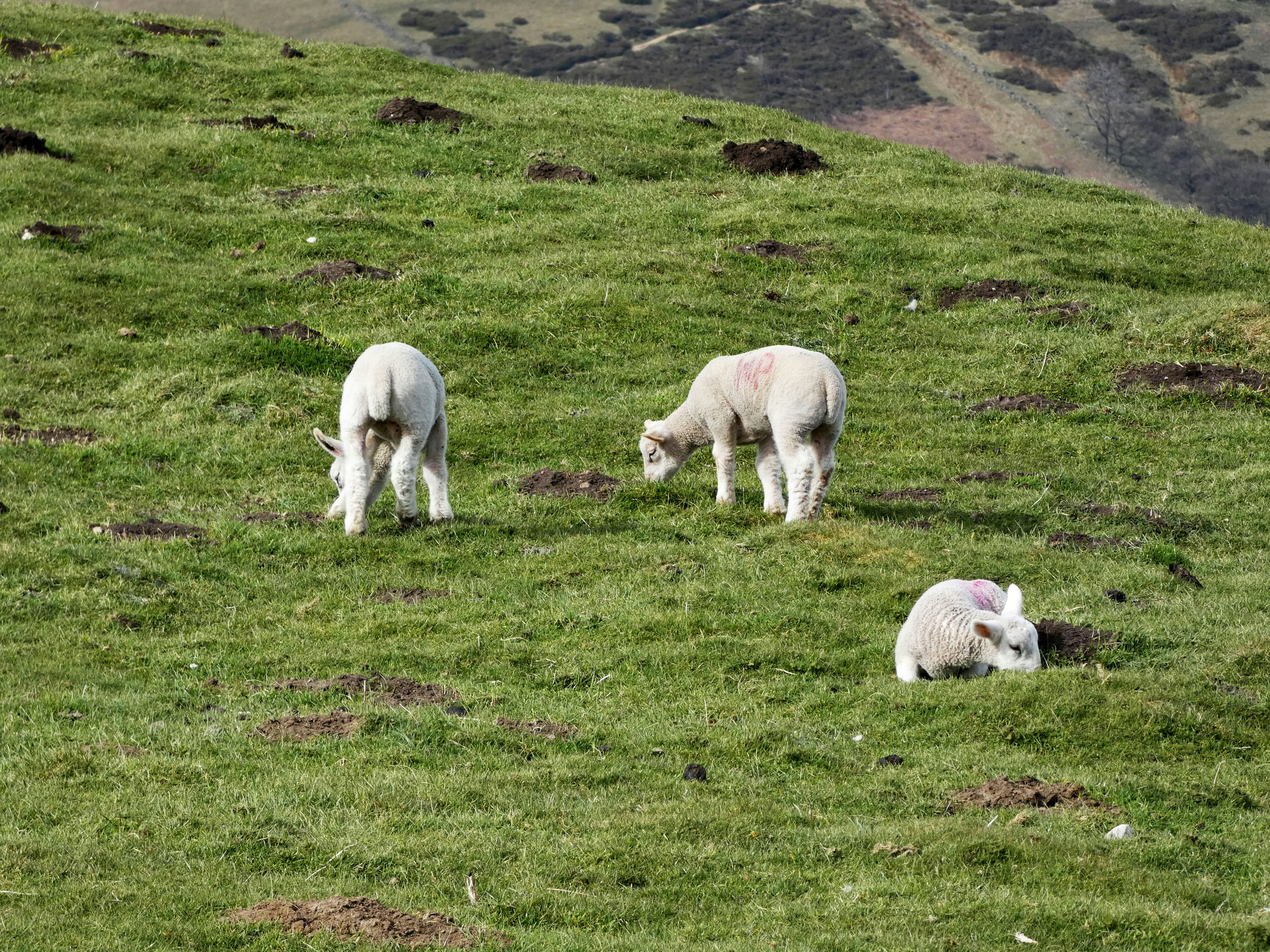 A group of animals stand in a grassy field photo – Free Castleton Image ...