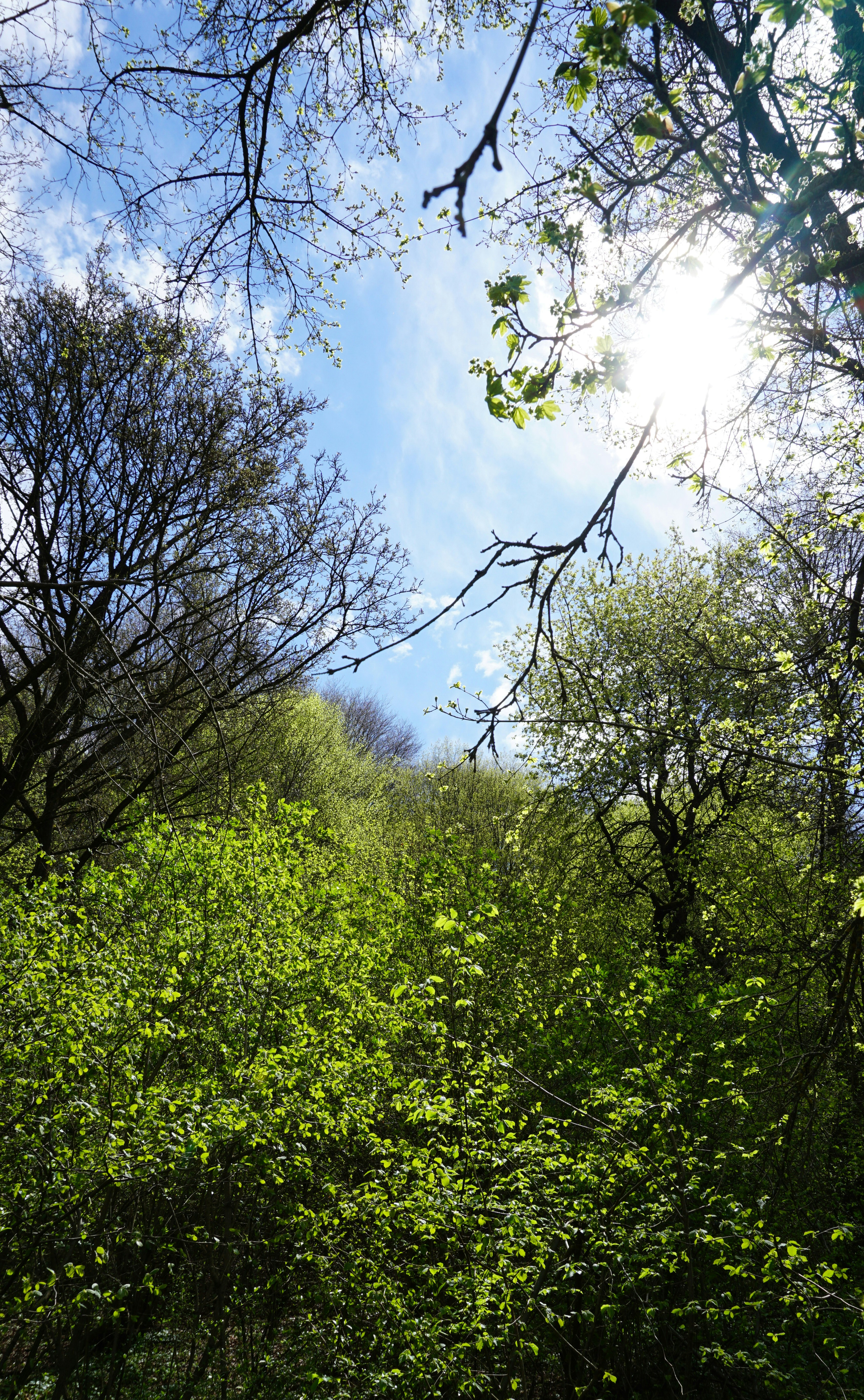 A group of trees photo – Free Transilvania Image on Unsplash