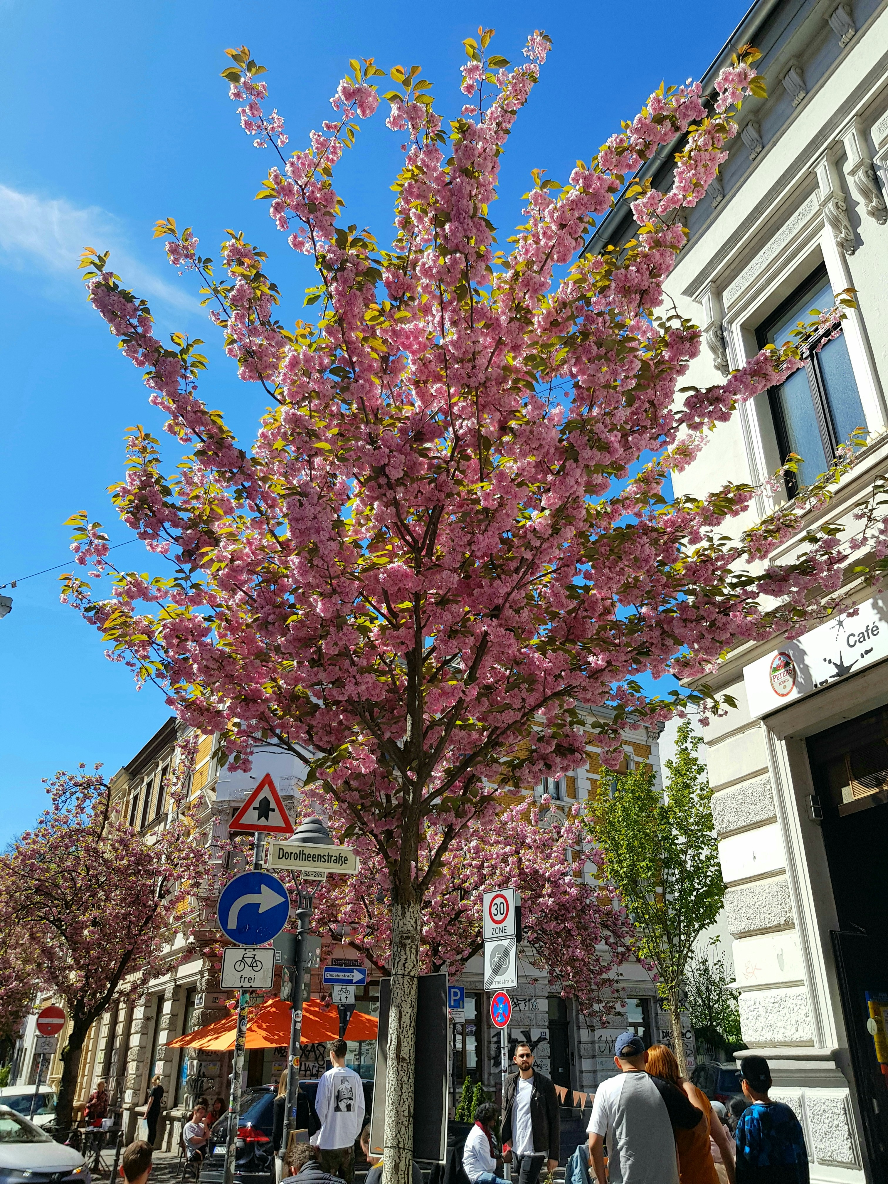 Cerulean Sky and a Blossom Canopy Over a European Street