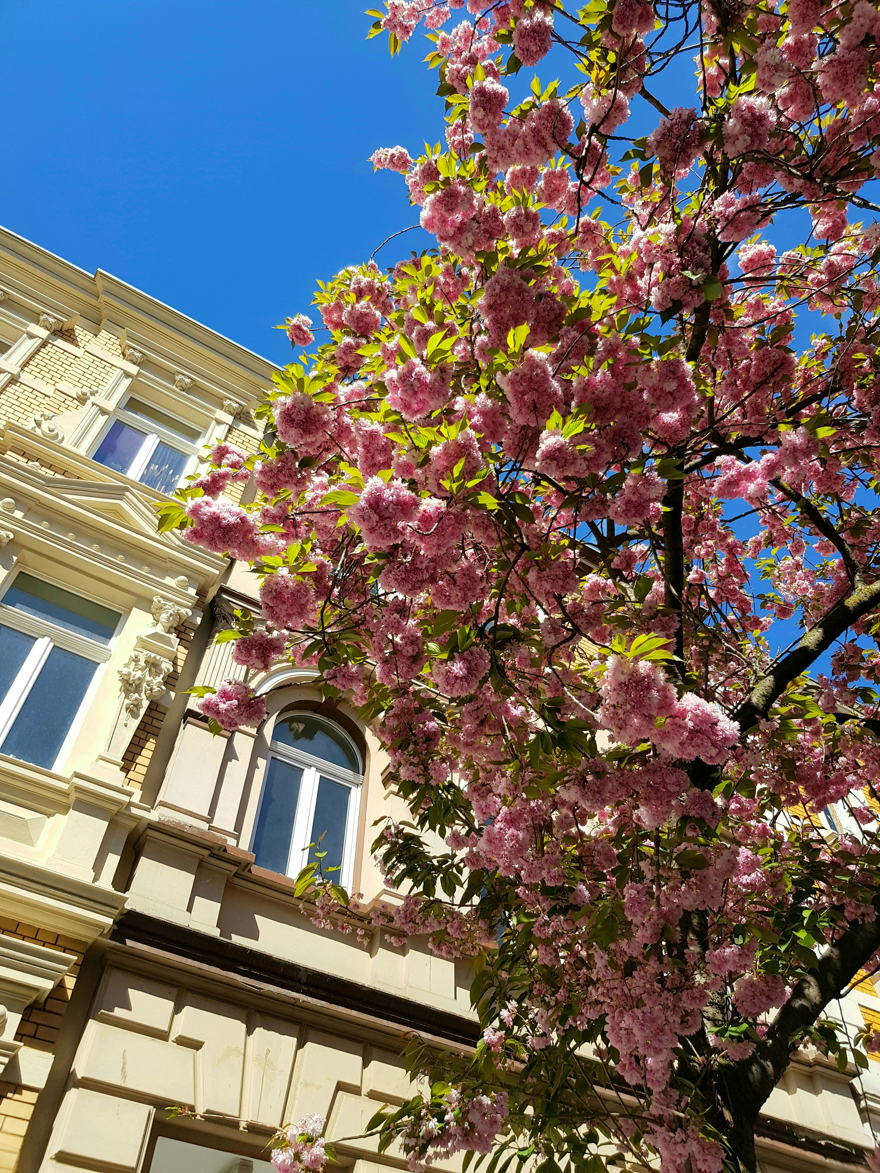 Un arbre aux fleurs roses photo – Photo Bonn Gratuite sur Unsplash