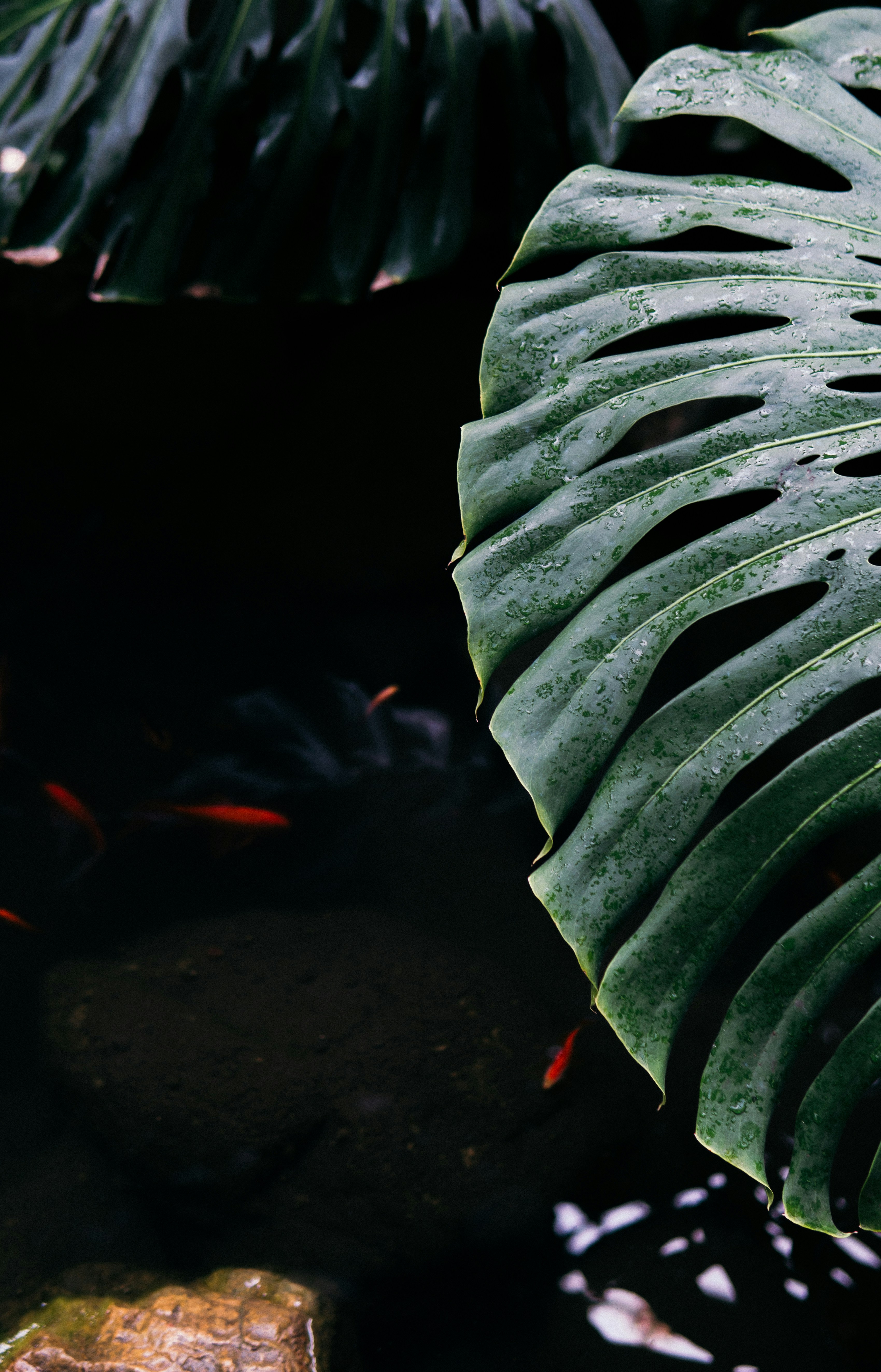a close-up of a plant