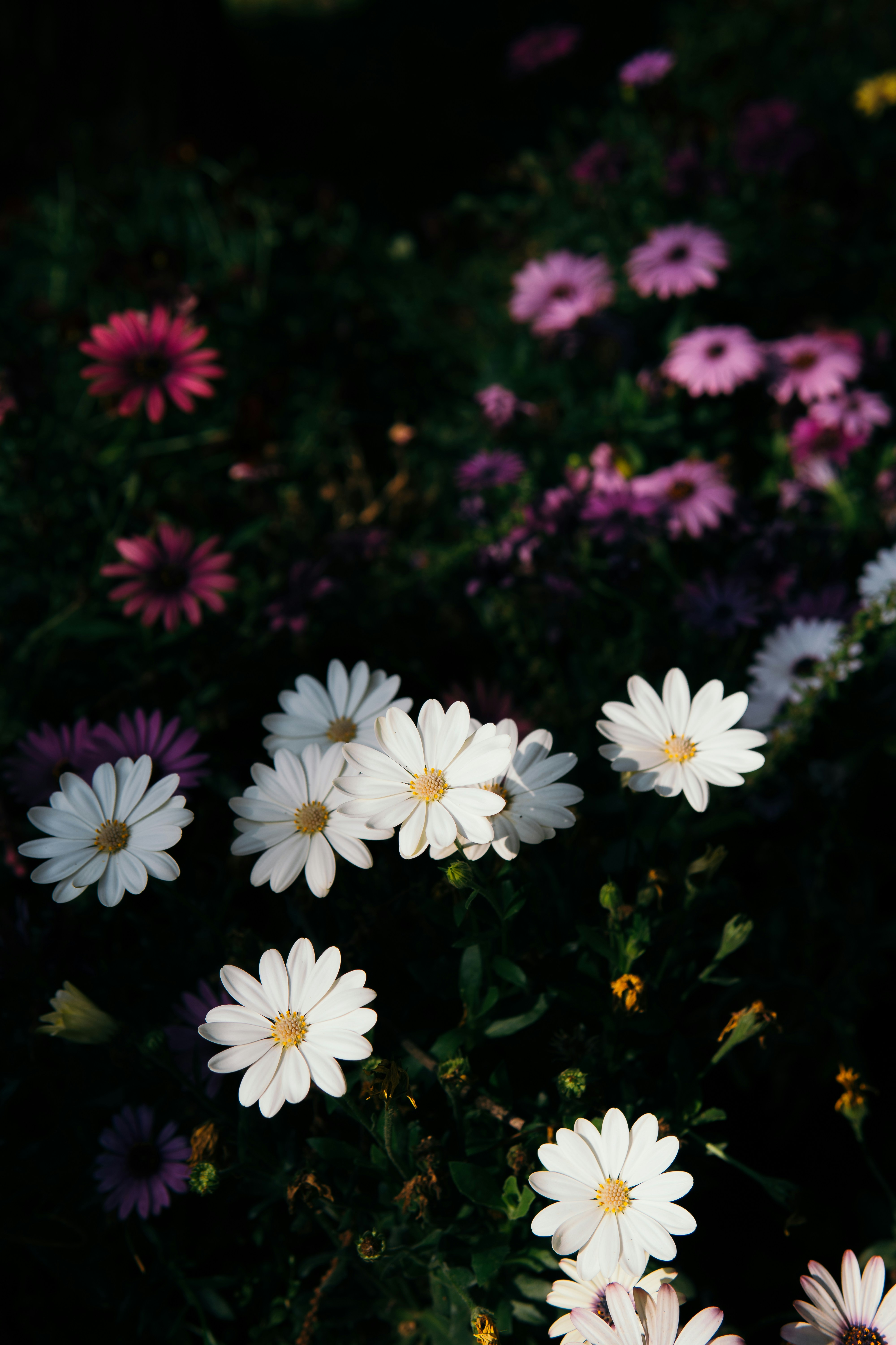 A group of flowers photo – Free Plant Image on Unsplash