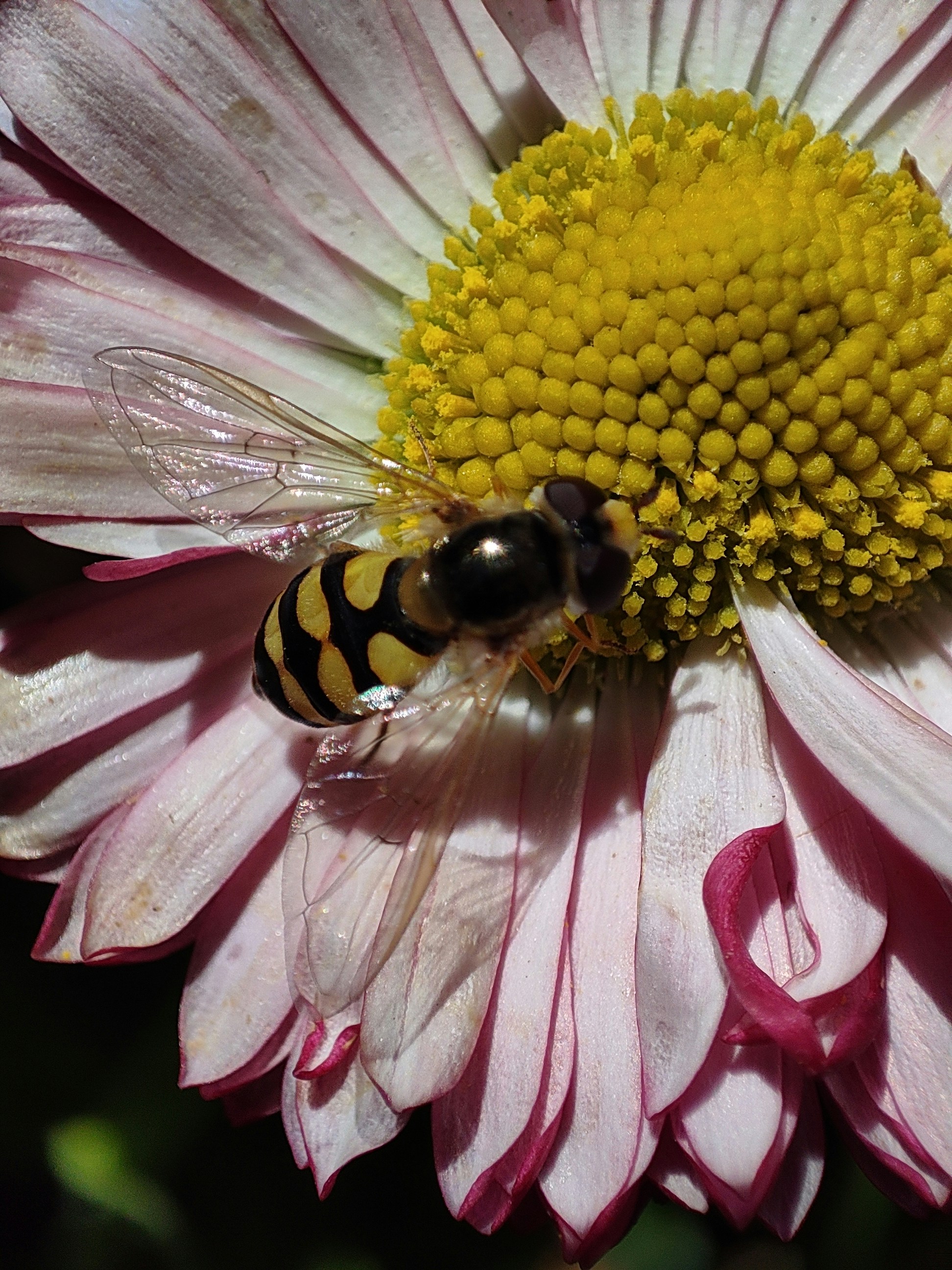 Macro Moment: Bee Sampling Nectar on a Pink Chrysanthemum